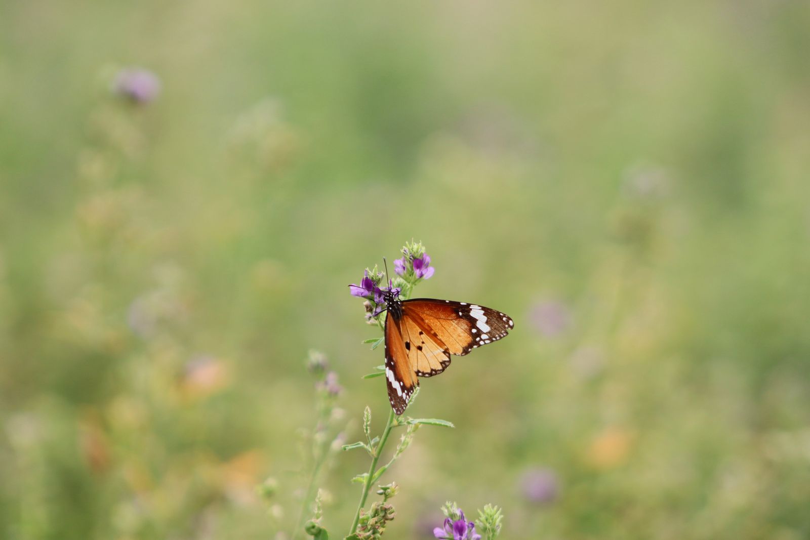 Butterfly 4k Photos, Download The BEST Free Butterfly 4k Stock Photos ...
