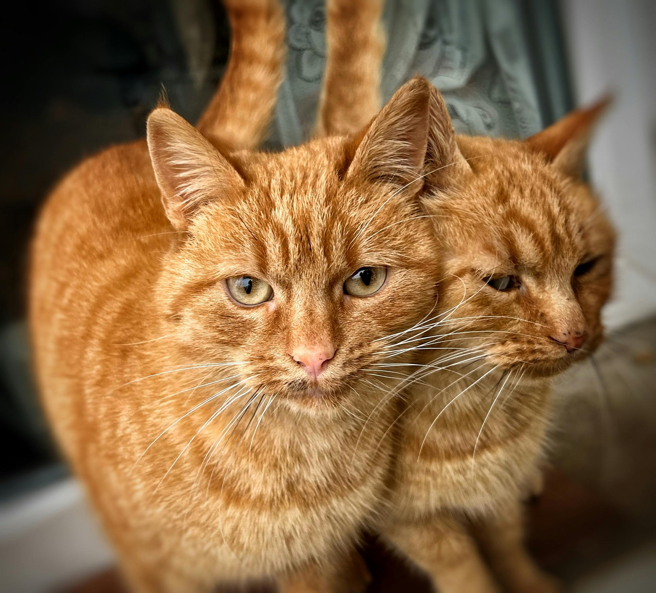 Close-Up of Two Ginger Cats in Bulgaria · Free Stock Photo