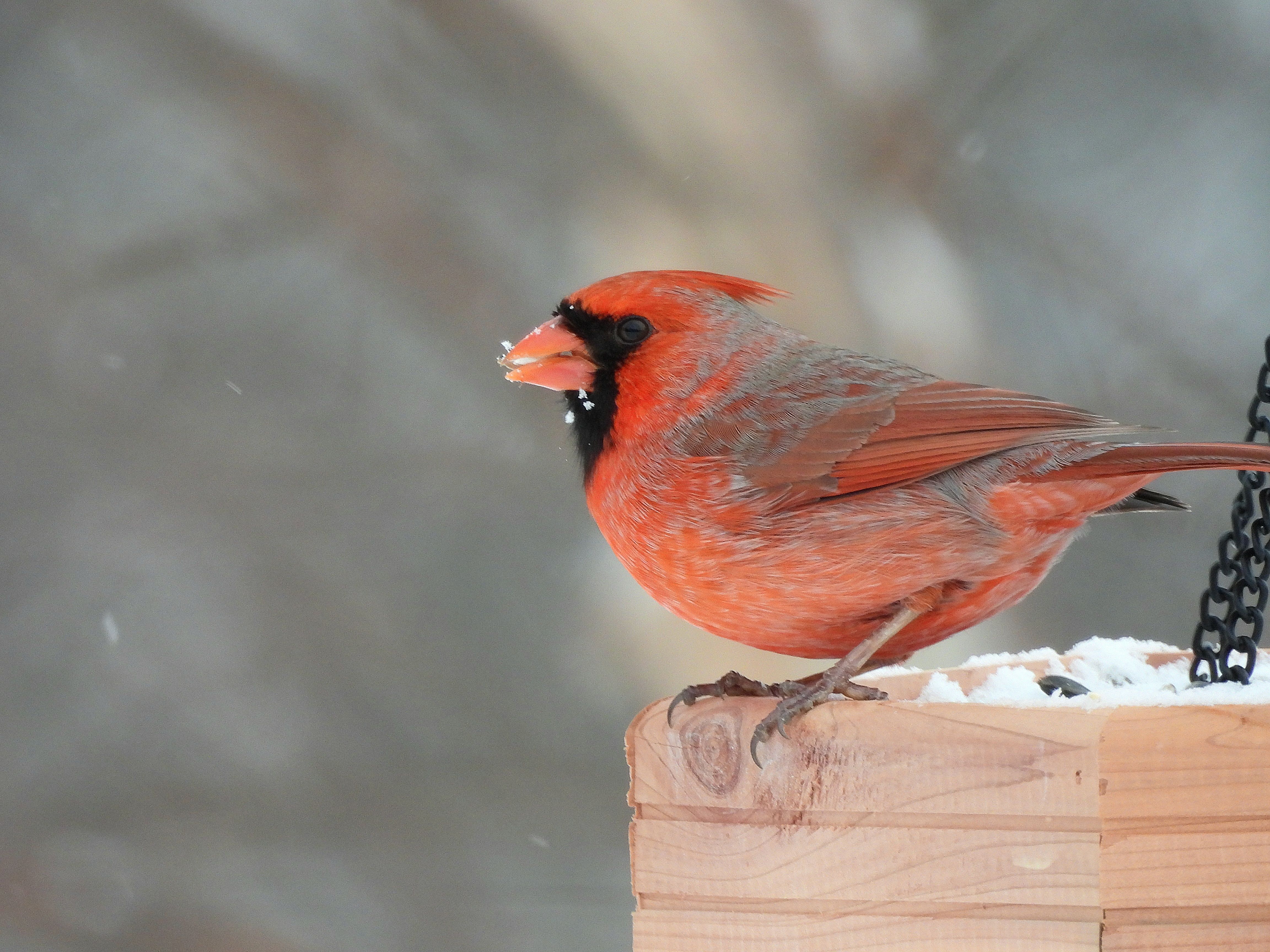 Photo of a Red Northern Cardinal Bird · Free Stock Photo