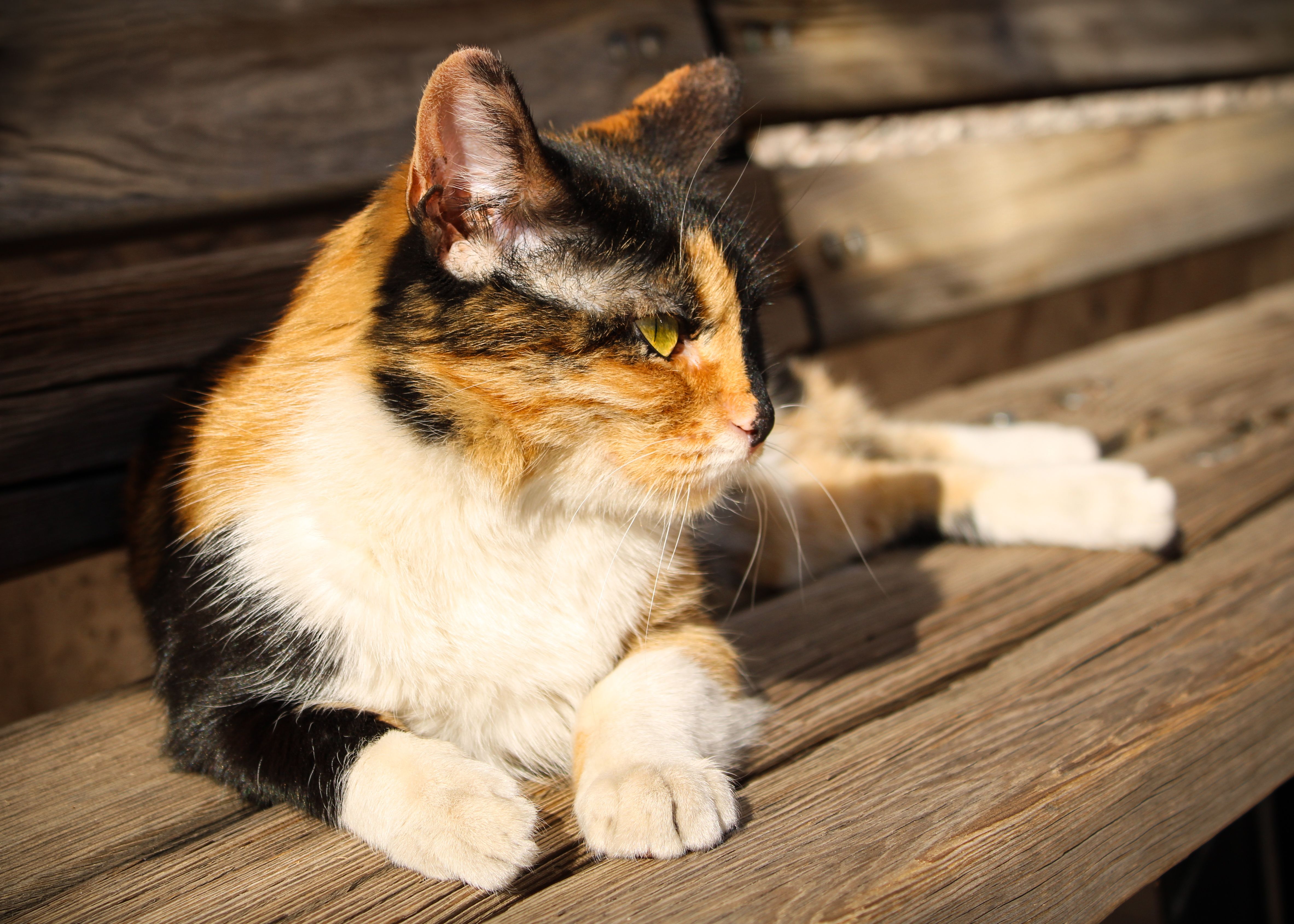 Tri-color Calico Cat Relaxing on Wooden Bench · Free Stock Photo