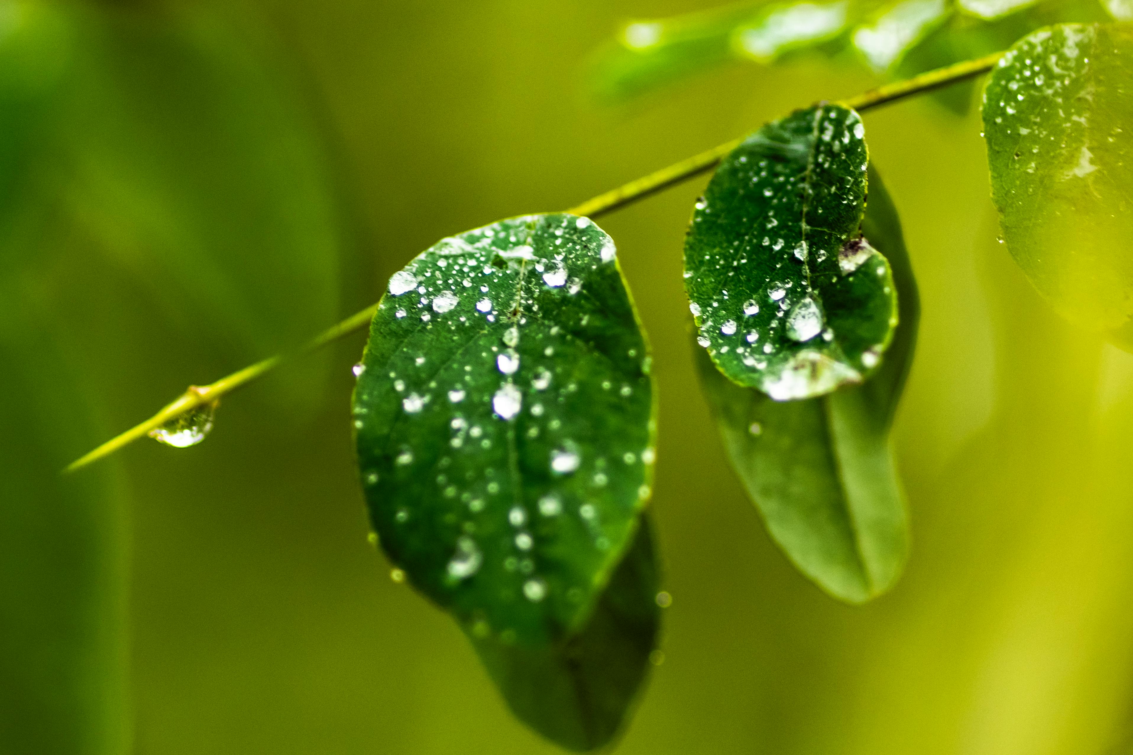 Background Rain Photos, Download The BEST Free Background Rain Stock ...