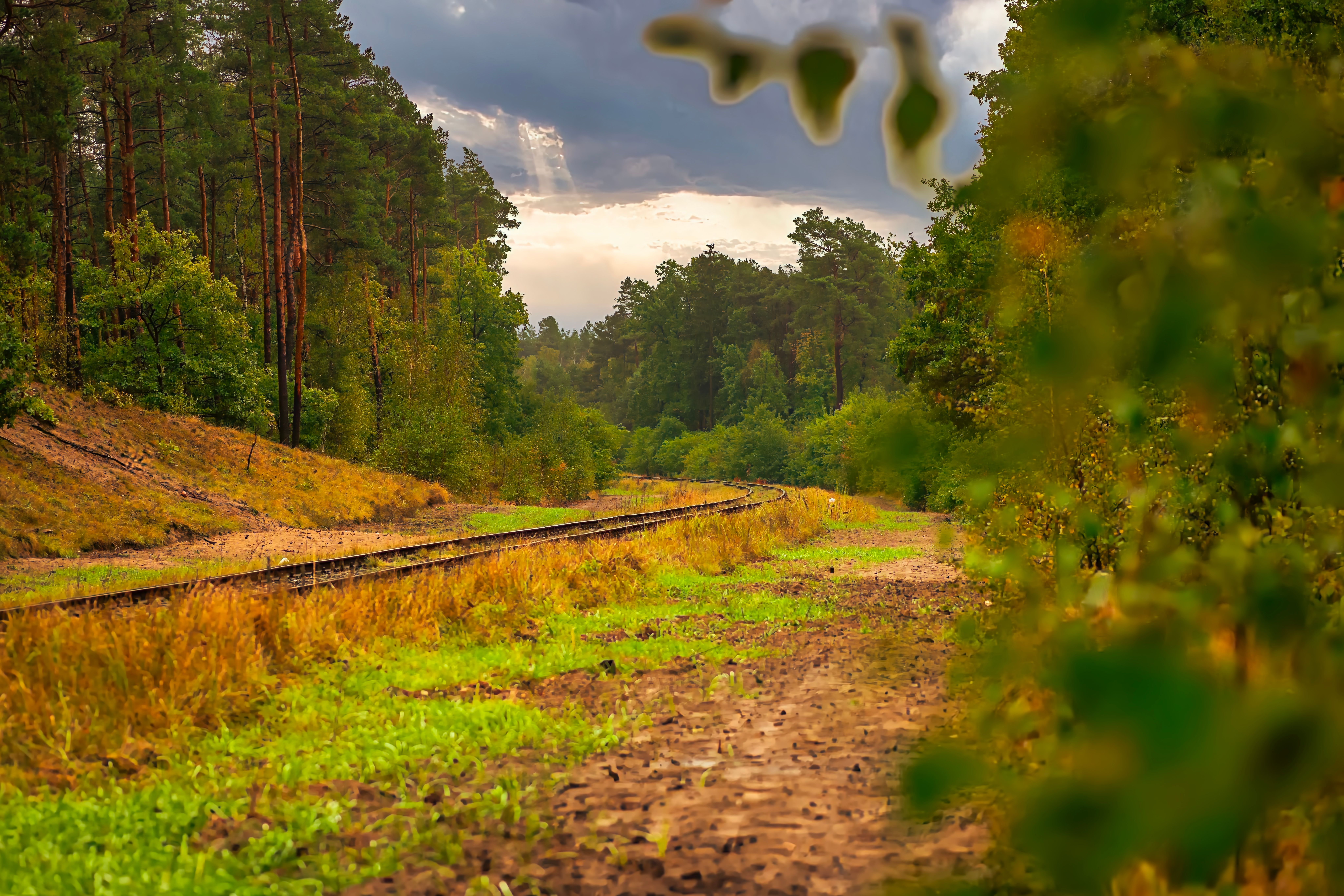 Serene Forest Path with Railway Tracks at Dusk · Free Stock Photo