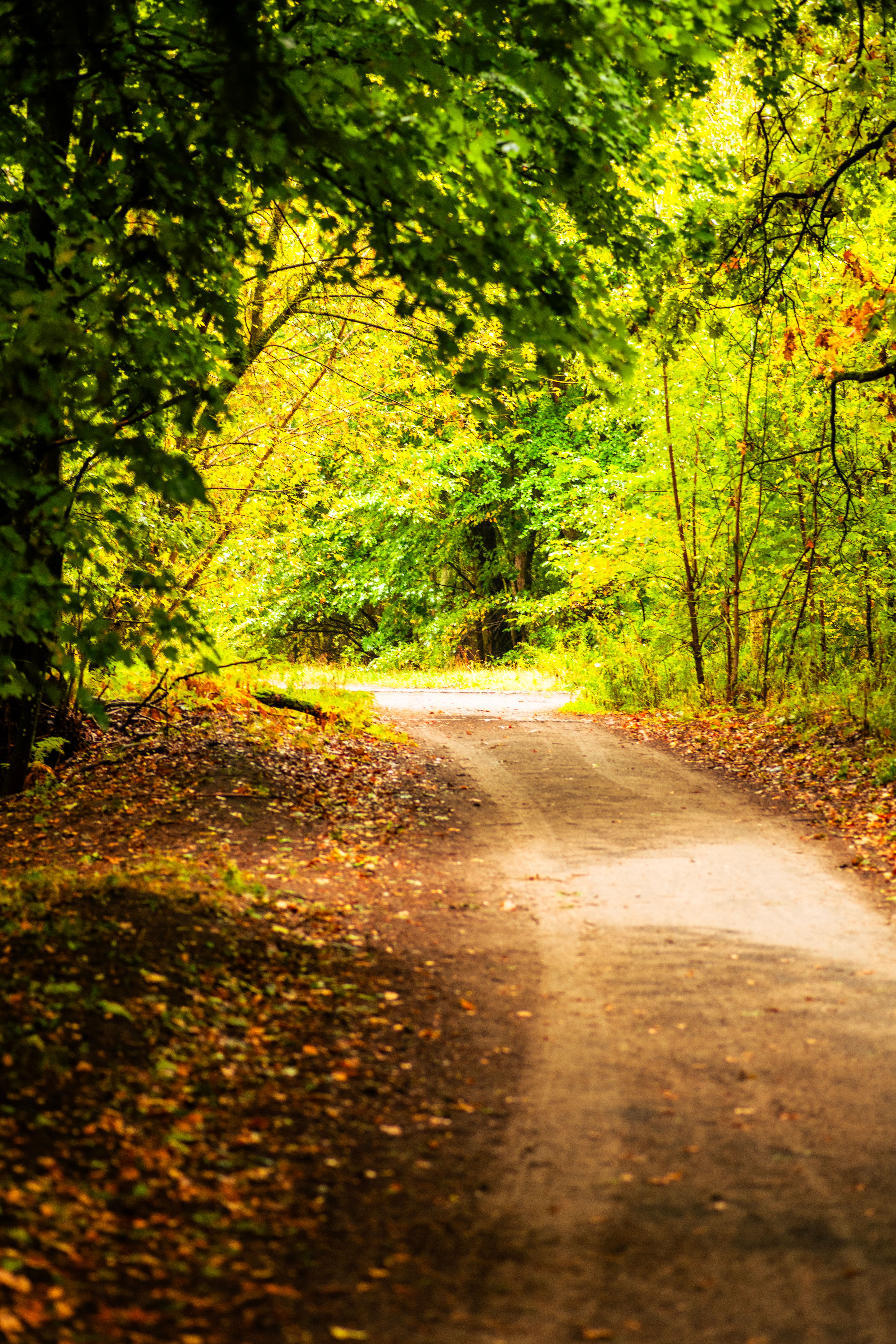 Sunlit Forest Path in Autumn Setting · Free Stock Photo