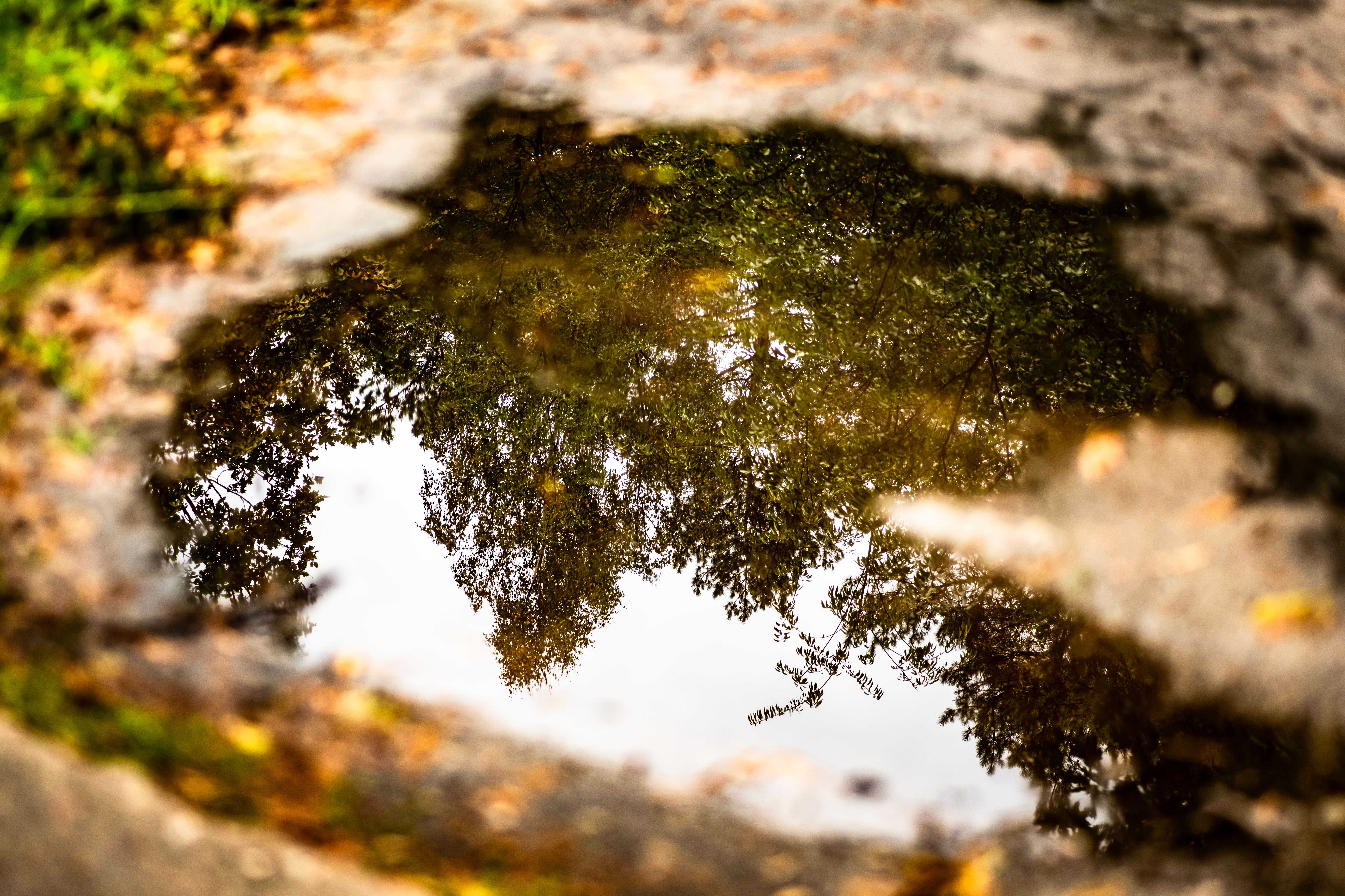 Tree Reflection in Puddle Surrounded by Fall Leaves · Free Stock Photo