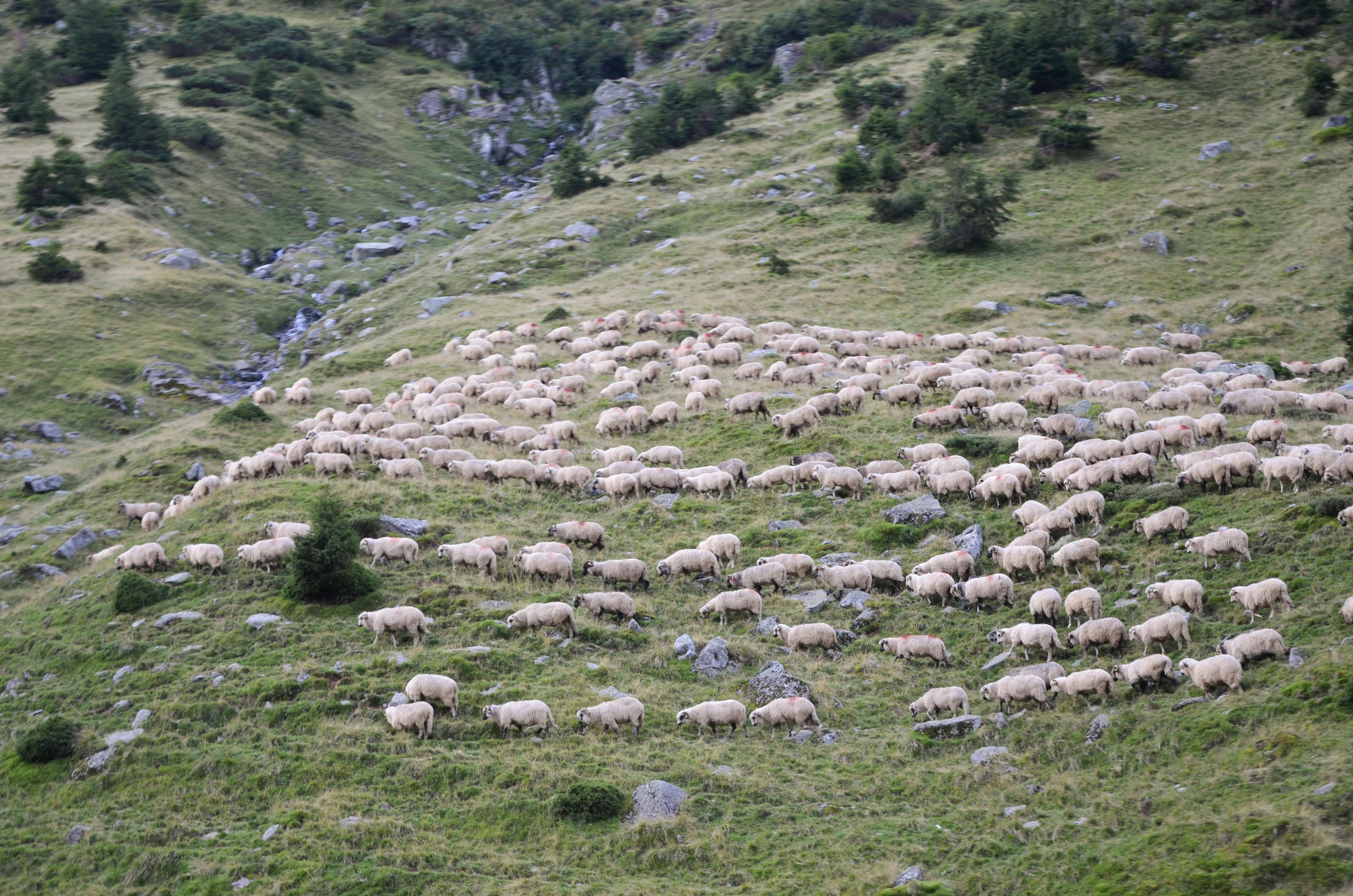 Large Flock of Sheep Grazing on Rolling Hillside · Free Stock Photo