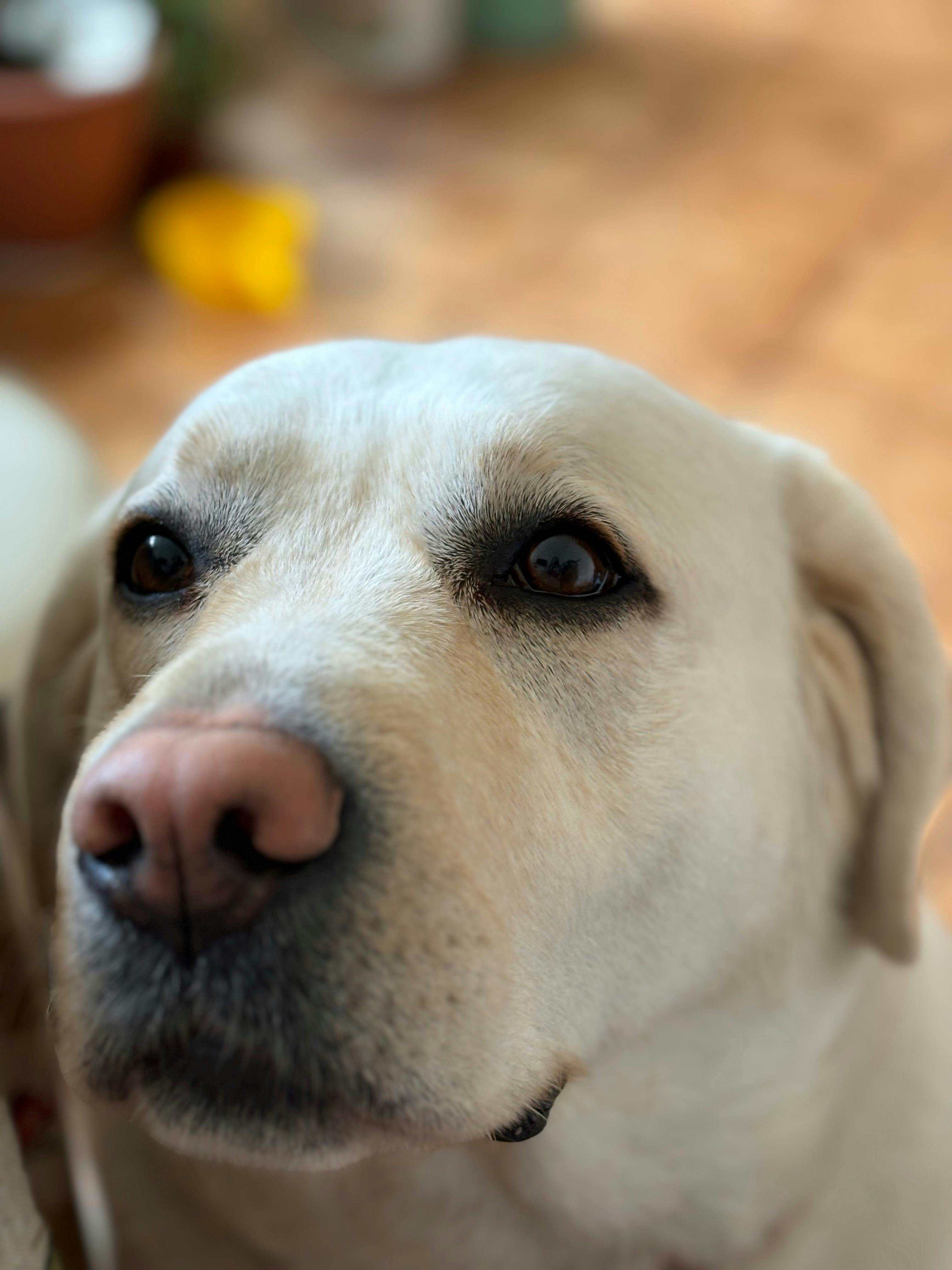 Free Charming close-up shot of a Labrador Retriever's face showcasing ...