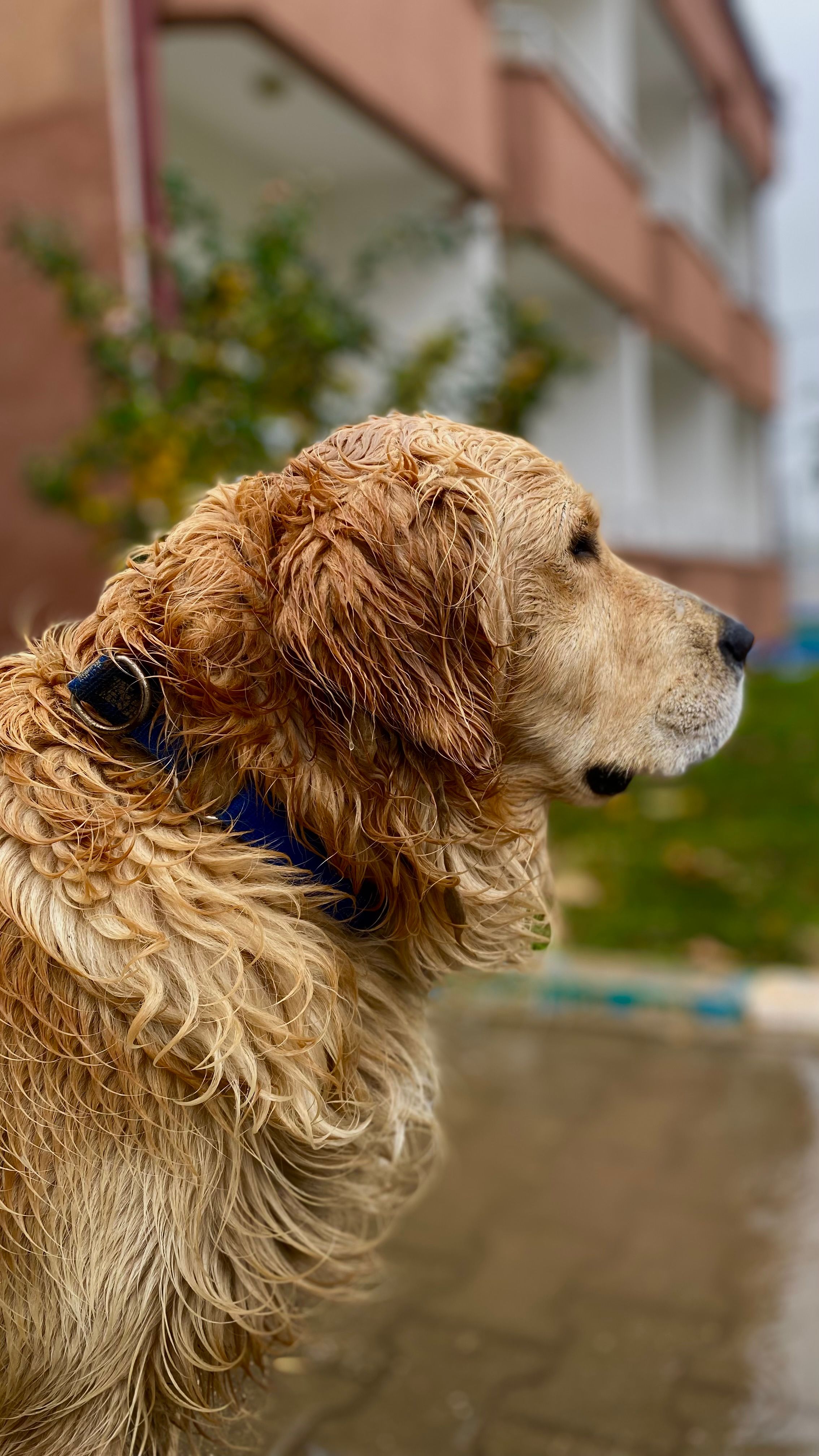 Golden Retriever Outdoors in Rainy Weather · Free Stock Photo