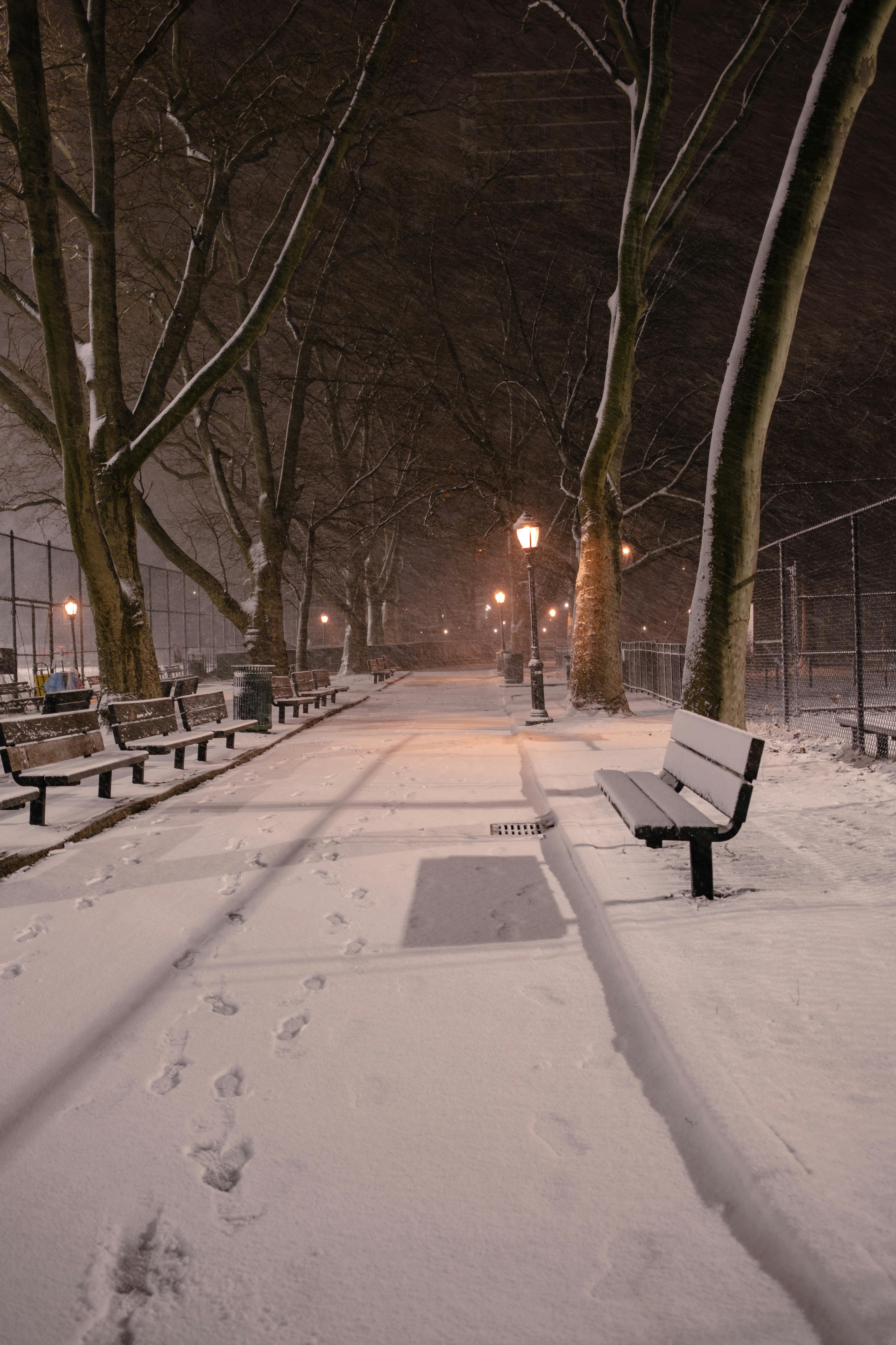 Snowy Park Pathway at Night with Benches and Trees · Free Stock Photo