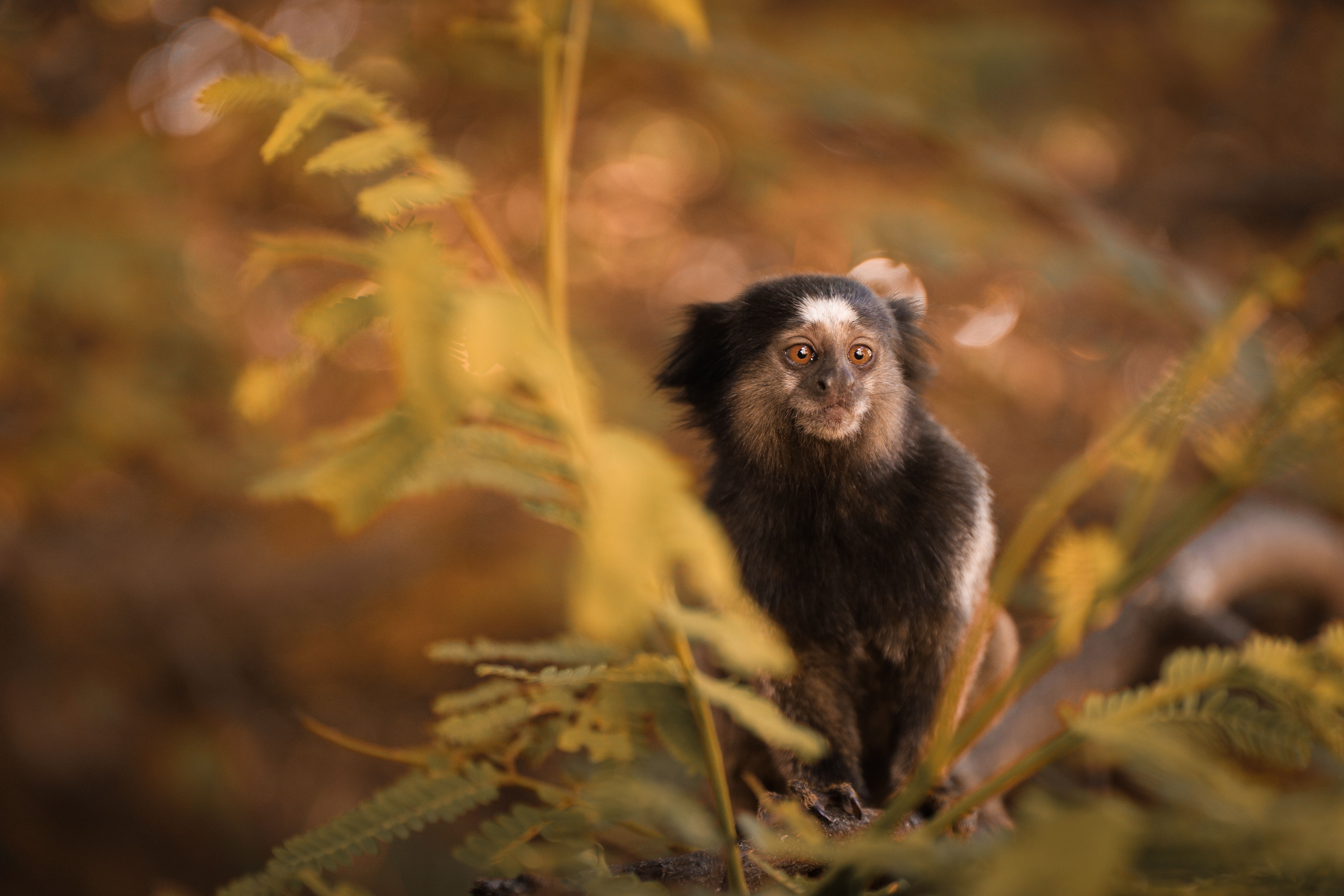 Close-Up of a Marmoset in Natural Habitat · Free Stock Photo