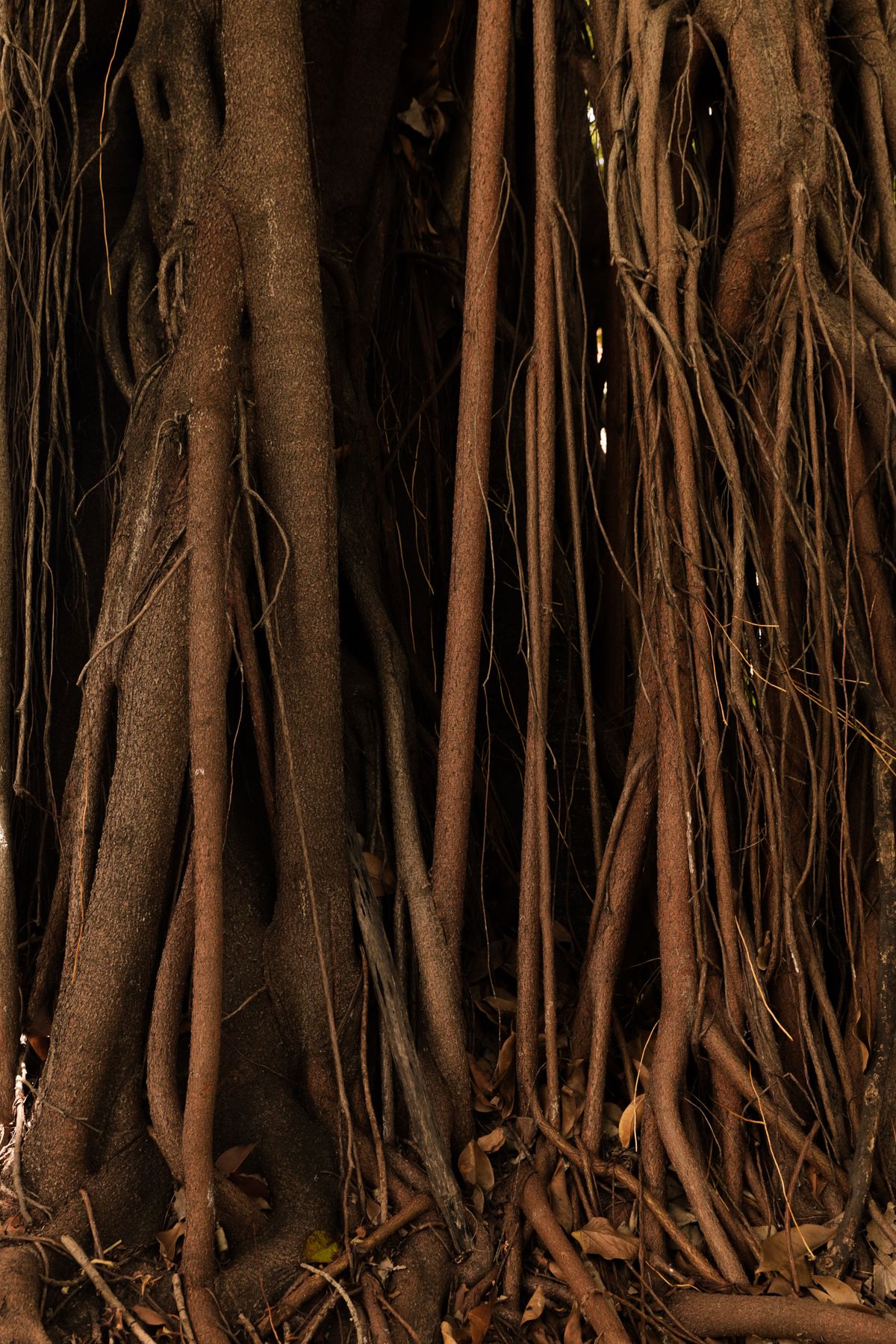 Roots Photos, Download The BEST Free Roots Stock Photos & HD Images