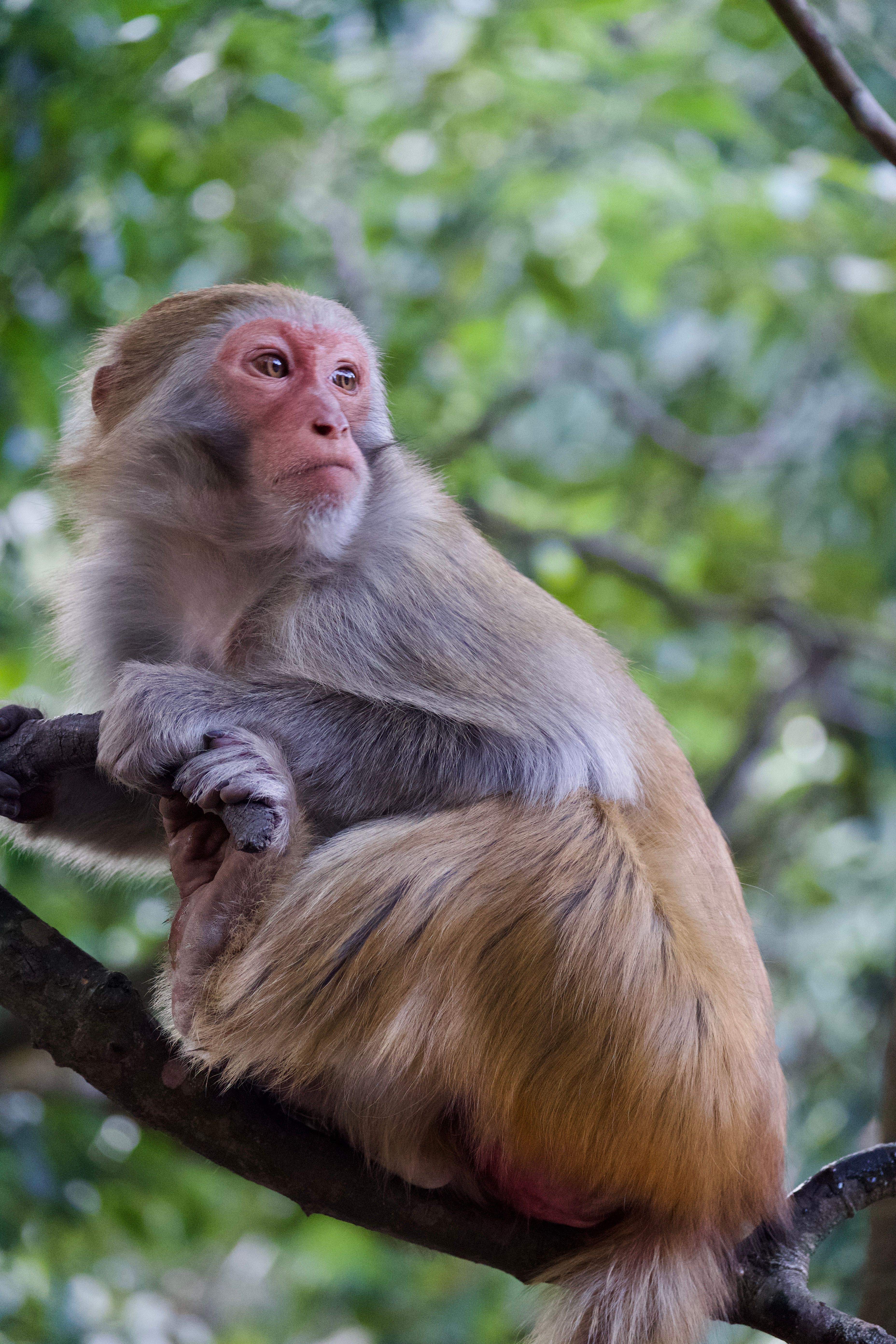 Rhesus Macaque in Natural Habitat · Free Stock Photo