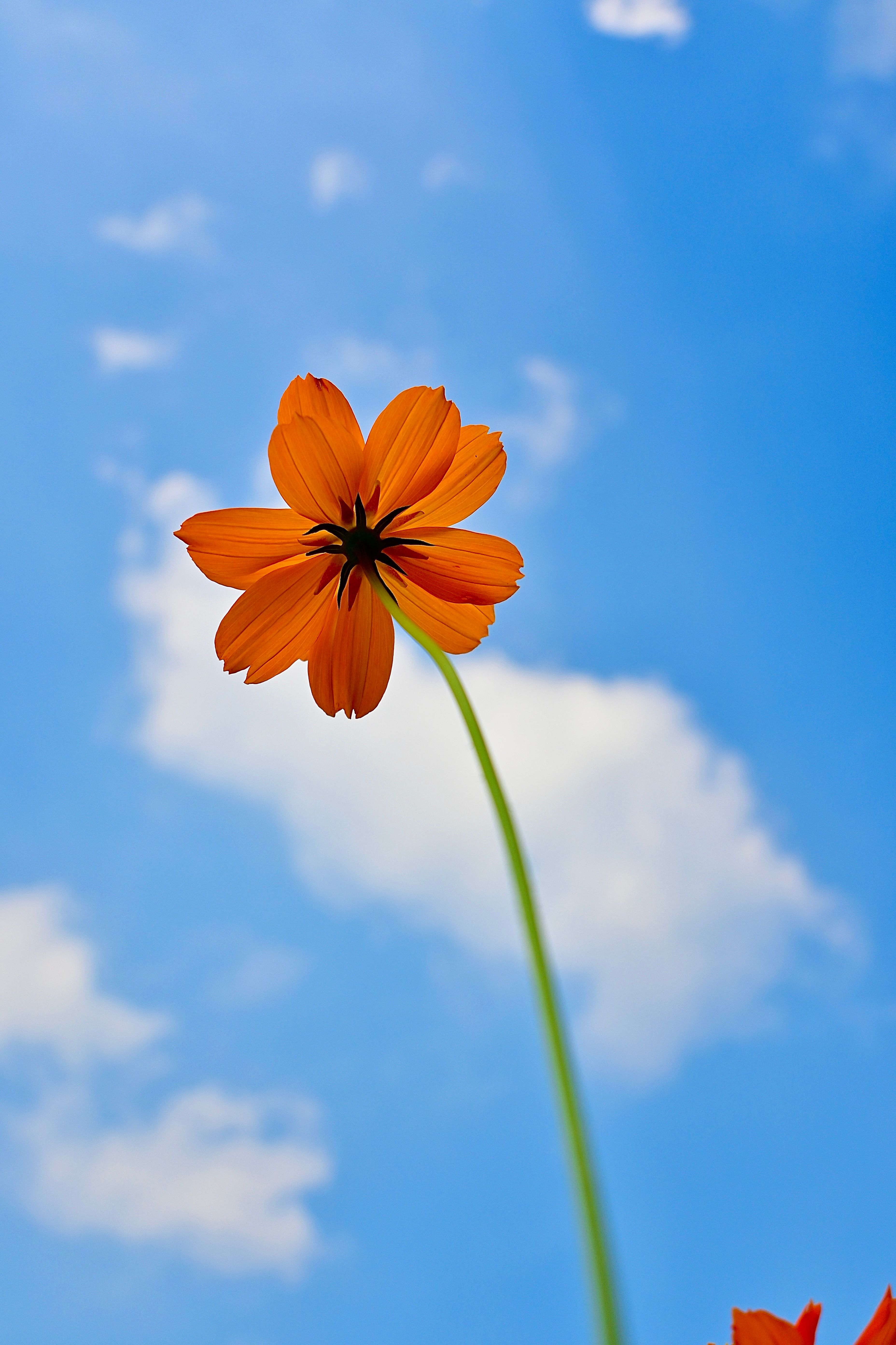 Vibrant Orange Flower Blooming Against Blue Sky · Free Stock Photo