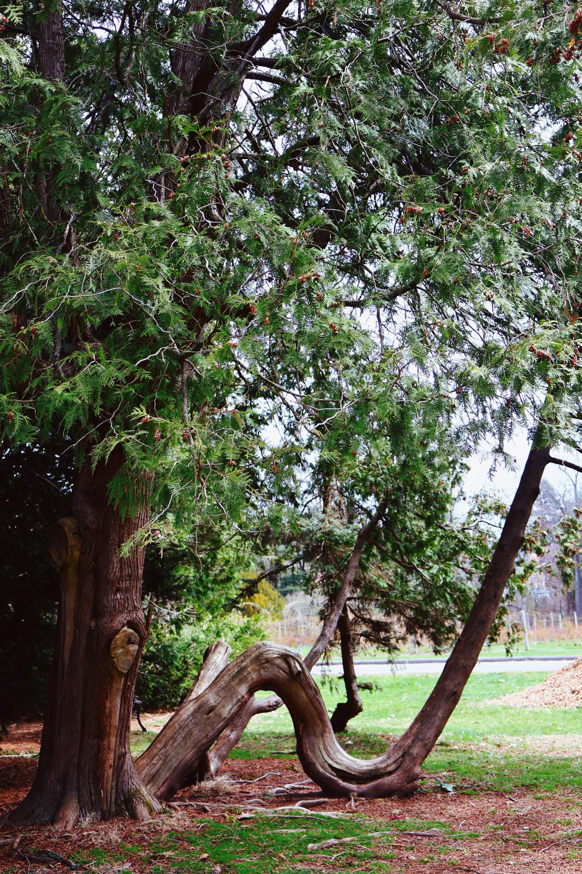 Picturesque Tree at Elizabeth Park, Hartford · Free Stock Photo