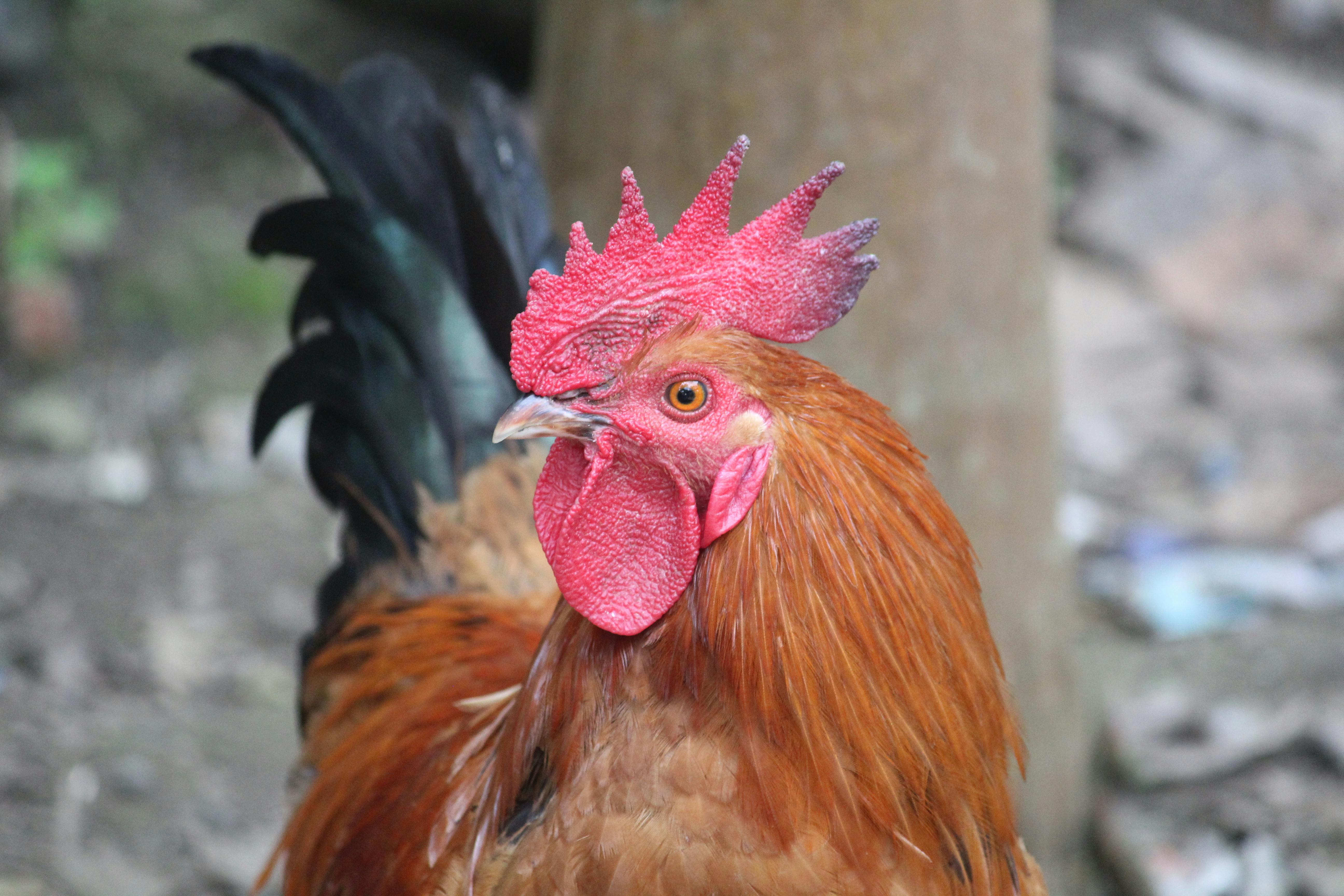 Close-up of a Vibrant Red Comb Rooster Outdoors · Free Stock Photo