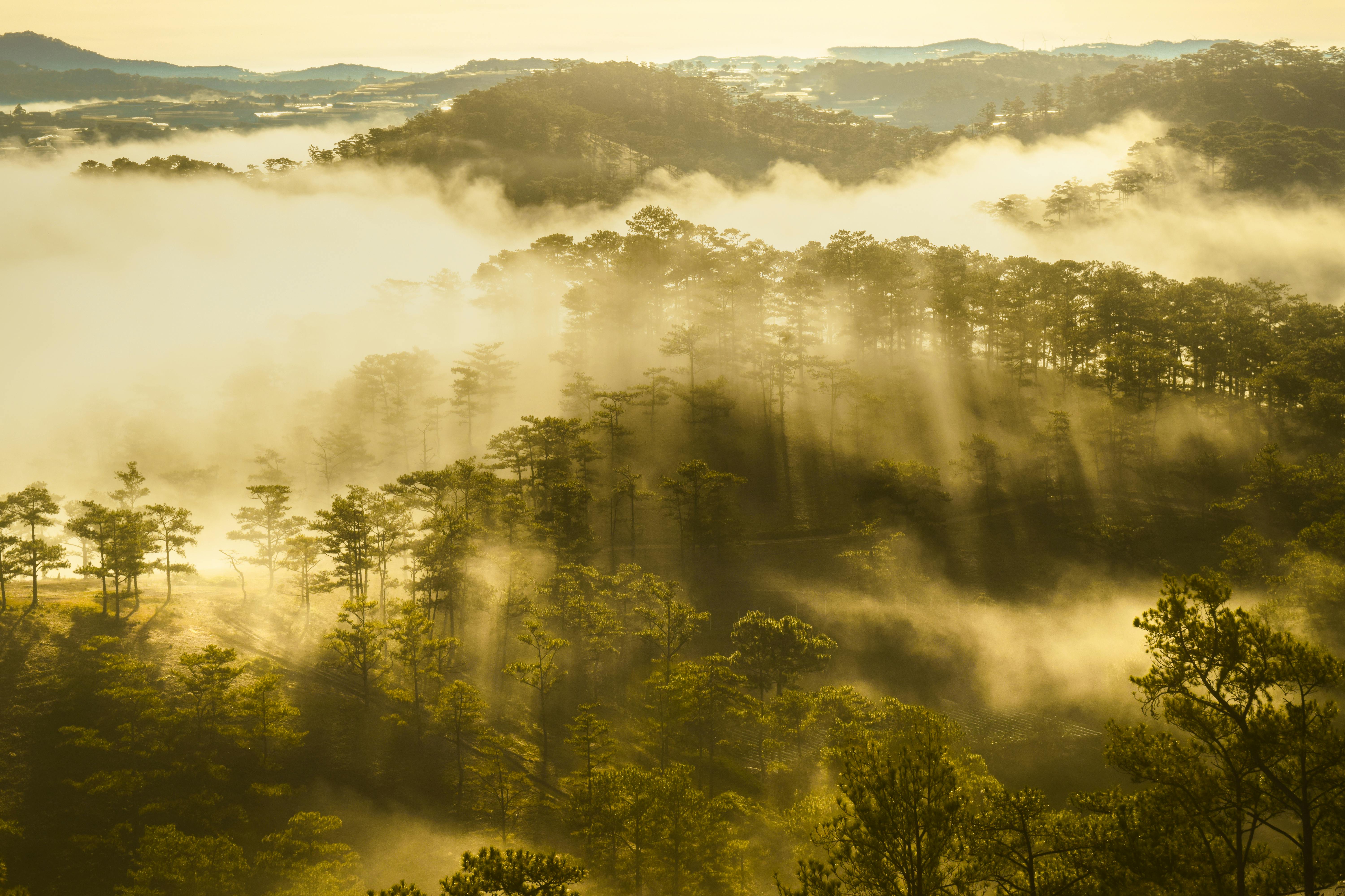 Stunning Misty Pines in Đà Lạt at Sunrise · Free Stock Photo