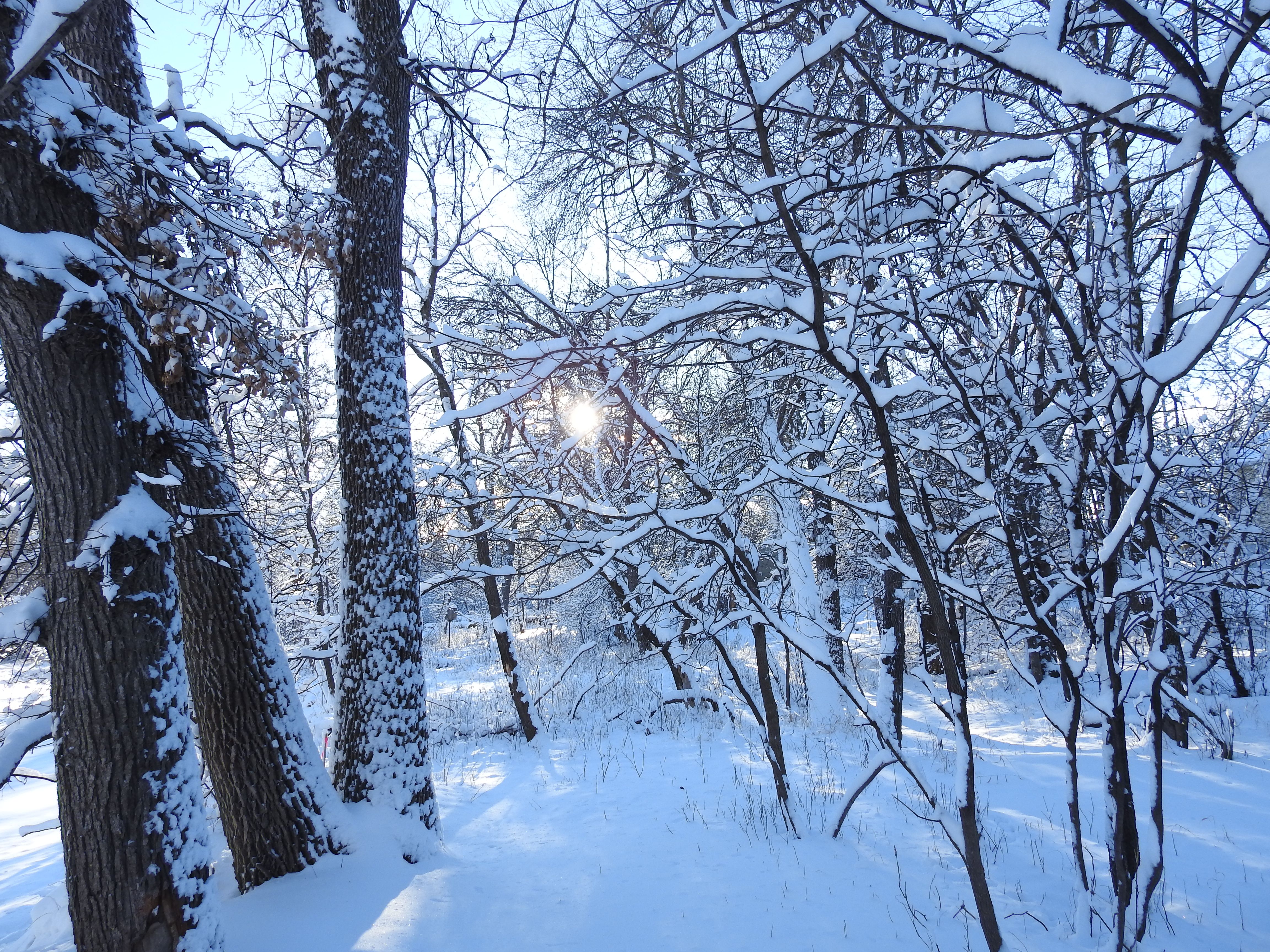 Serene Winter Forest in Winnipeg, Manitoba · Free Stock Photo
