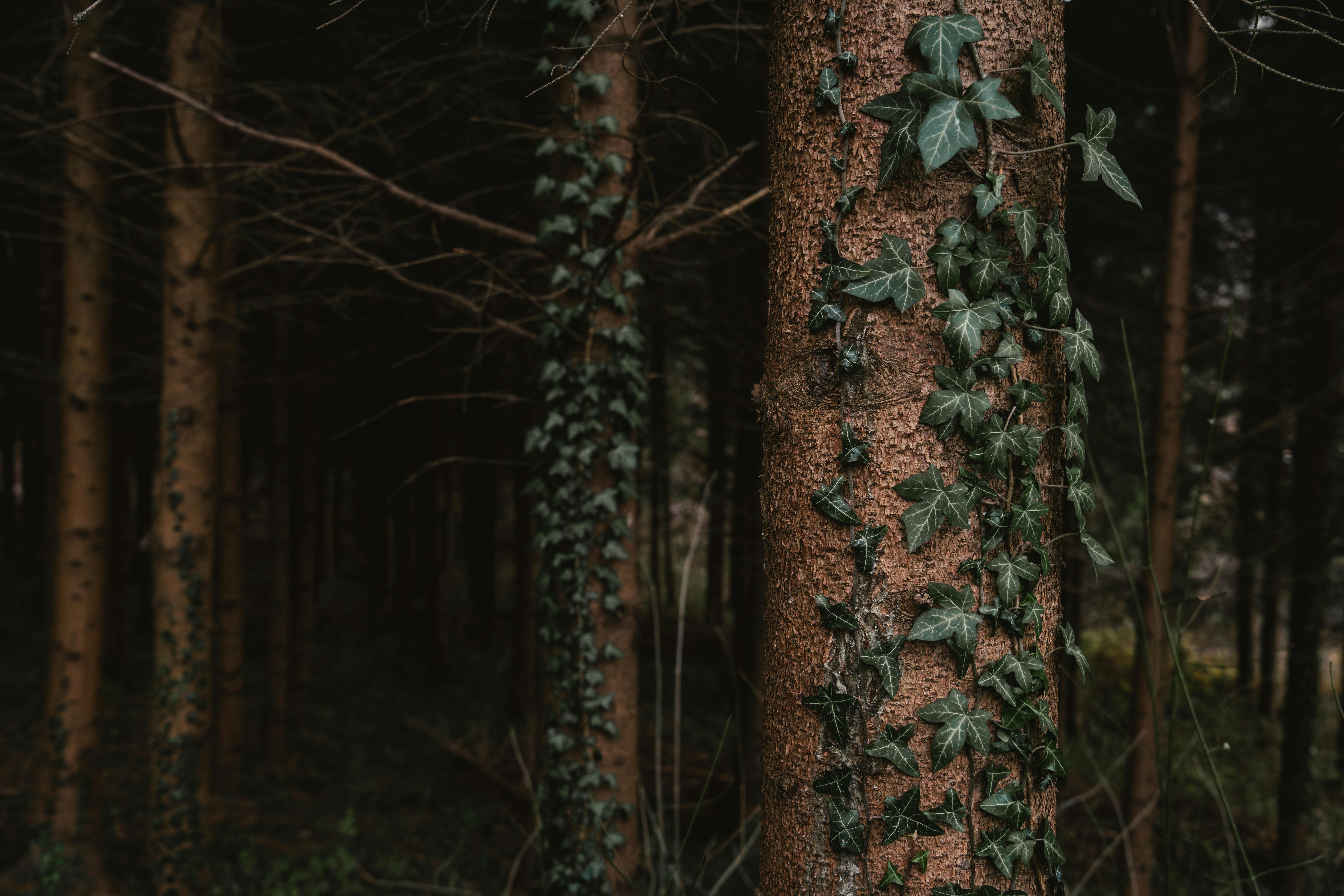 Lush Ivy Wrapped Around Forest Tree in Tranquil Woodland · Free Stock Photo