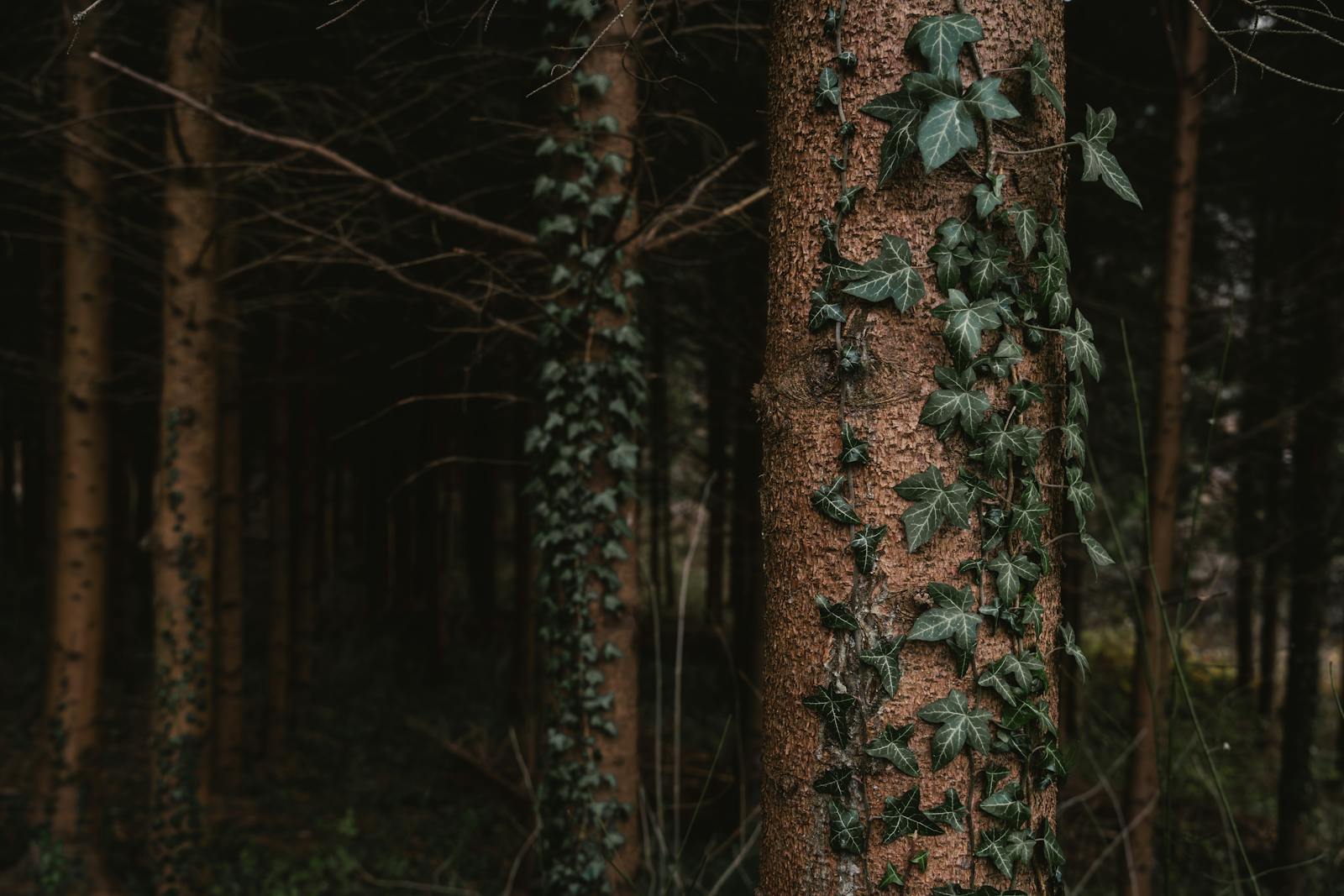 4k Wallpaper Poison Tree Photos, Download The BEST Free 4k Wallpaper ...