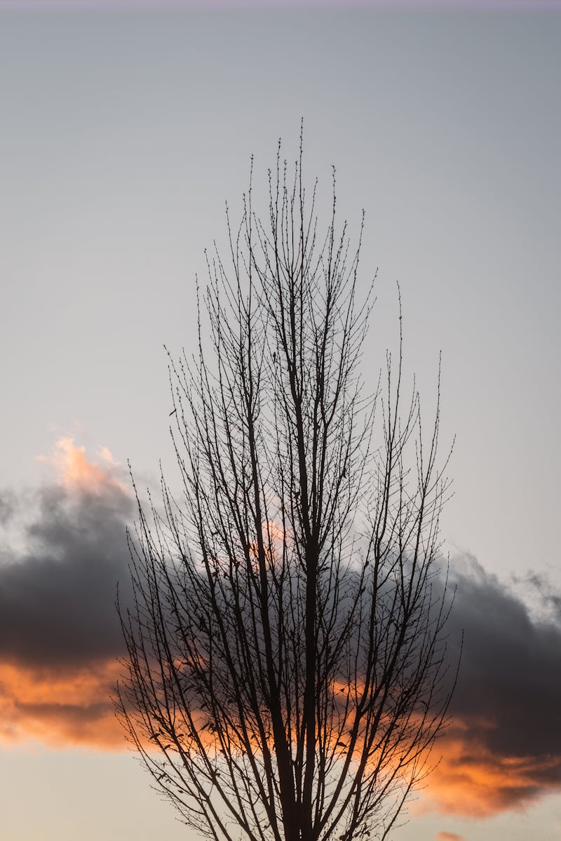 4k Tree Wallpaper Photos, Download The BEST Free 4k Tree Wallpaper ...