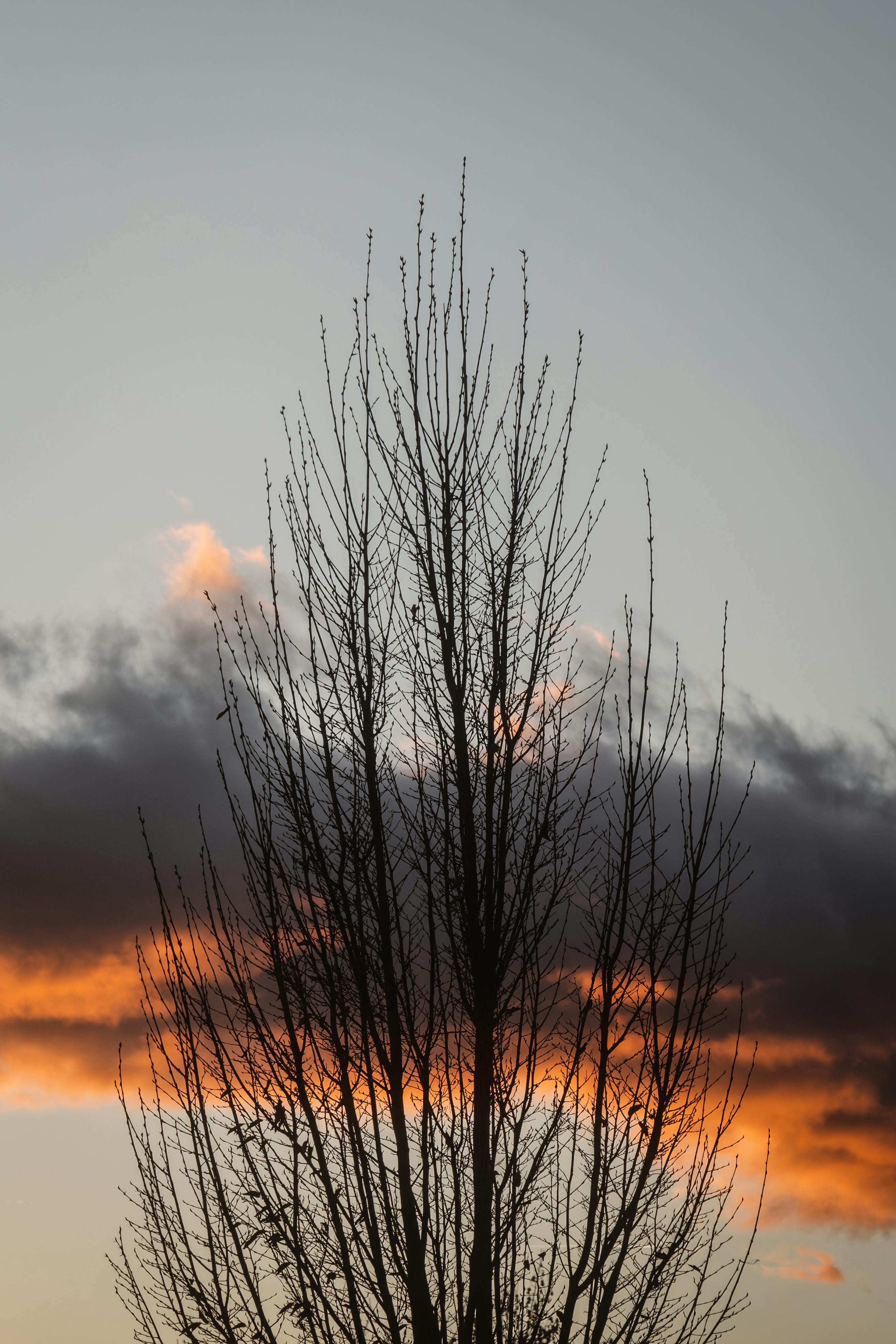 Dramatic Leafless Tree Against Sunset Sky · Free Stock Photo