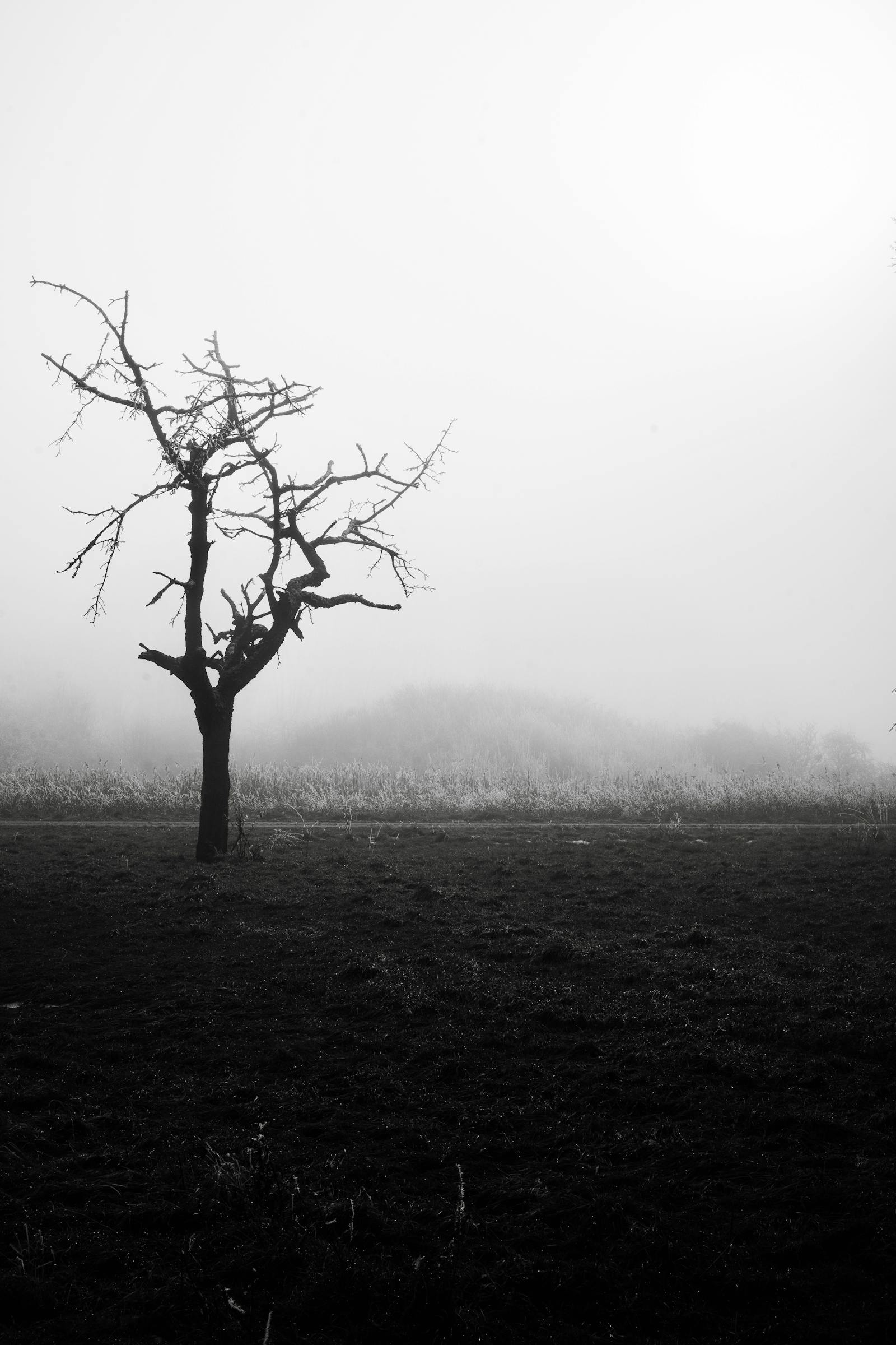 Autumn Tree Photos, Download The BEST Free Autumn Tree Stock Photos ...