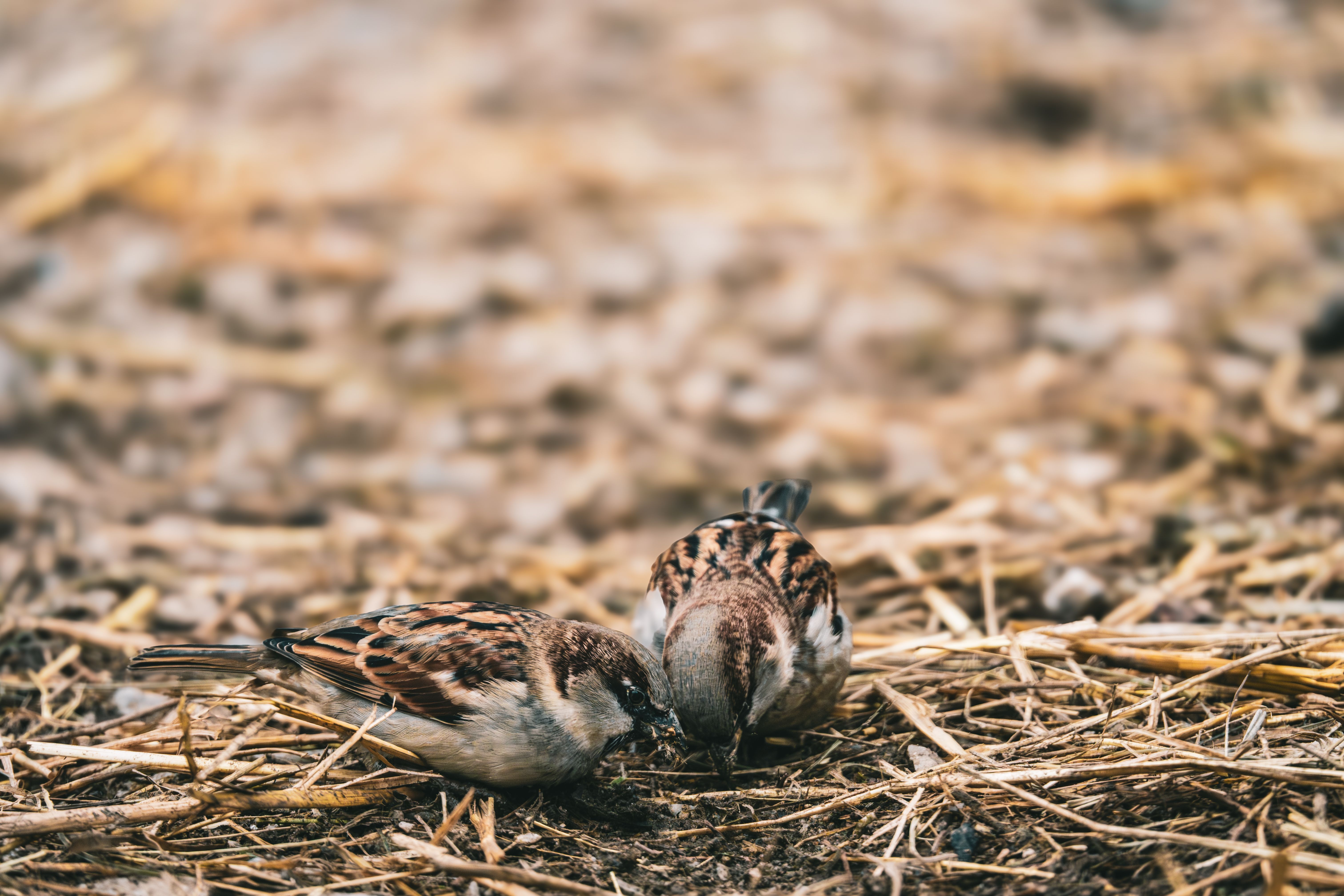 Pair of Sparrows Foraging on the Ground · Free Stock Photo