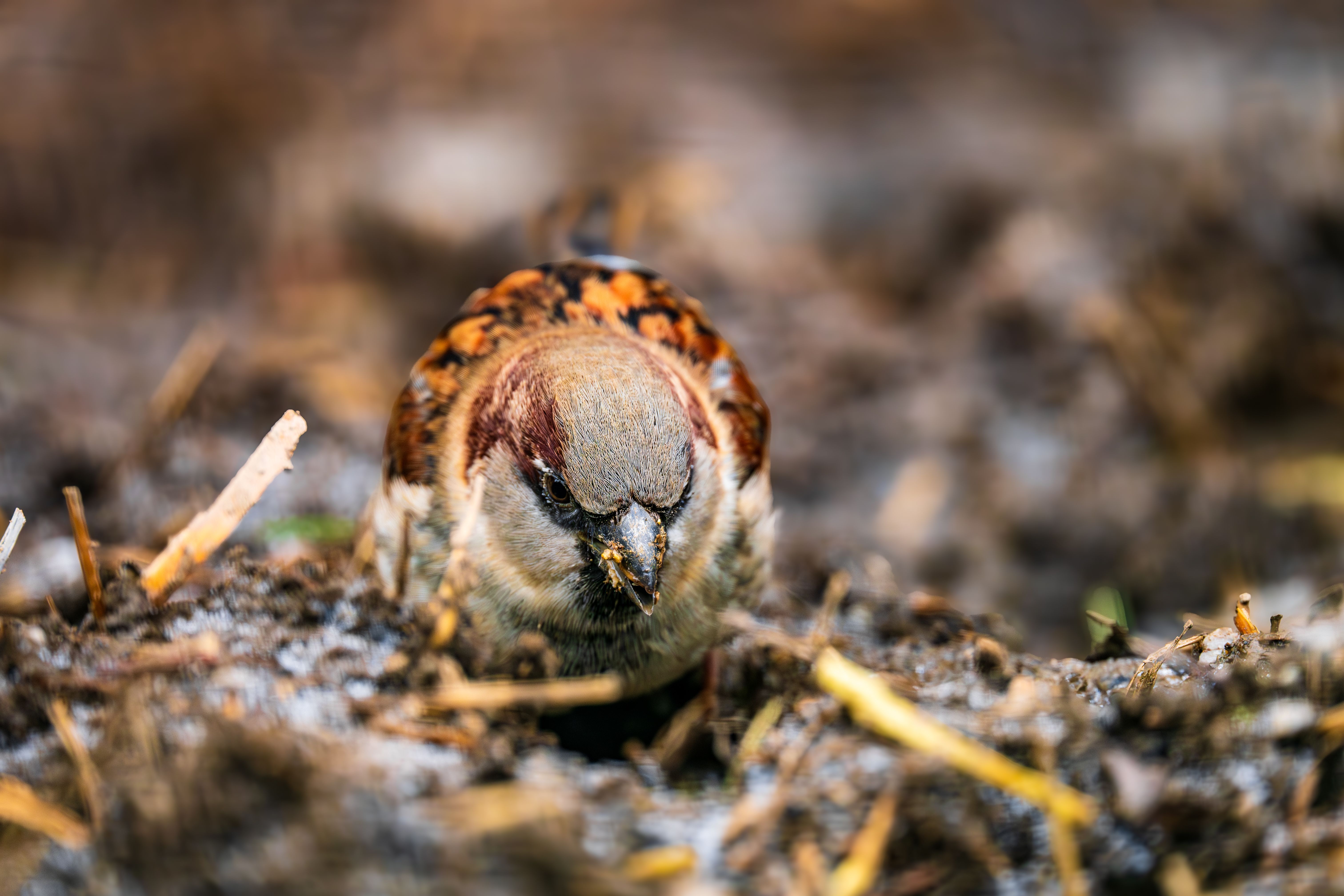 Close-up of a House Sparrow foraging on the ground · Free Stock Photo
