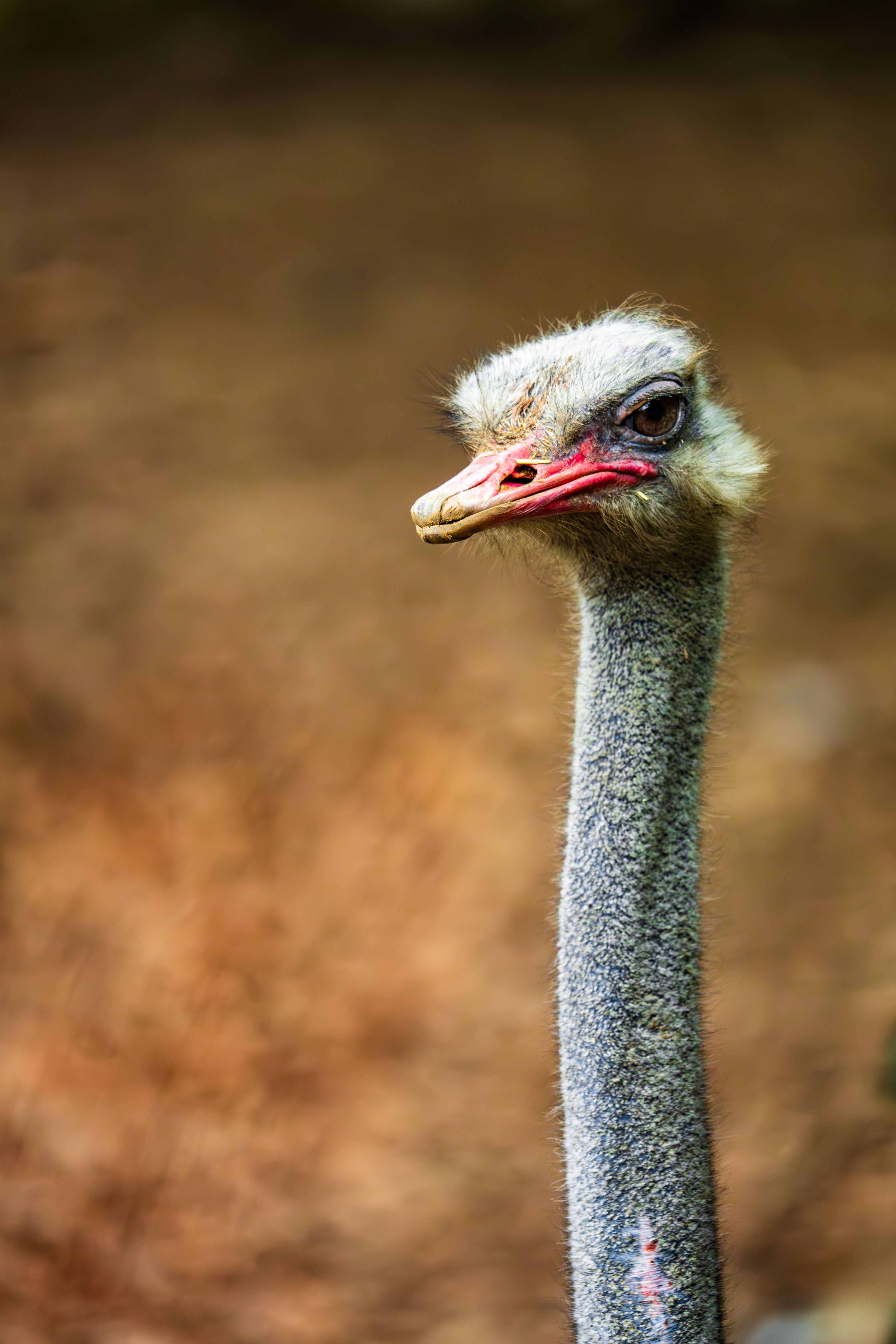 Close-up Portrait of an Ostrich · Free Stock Photo