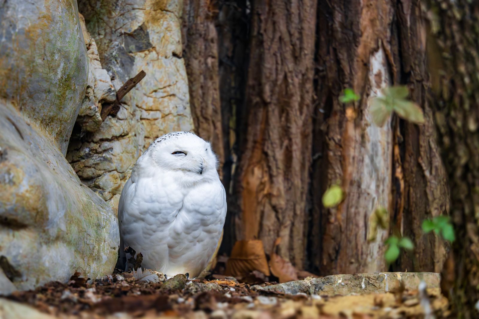 Snowy Owl Photos, Download The BEST Free Snowy Owl Stock Photos & HD Images
