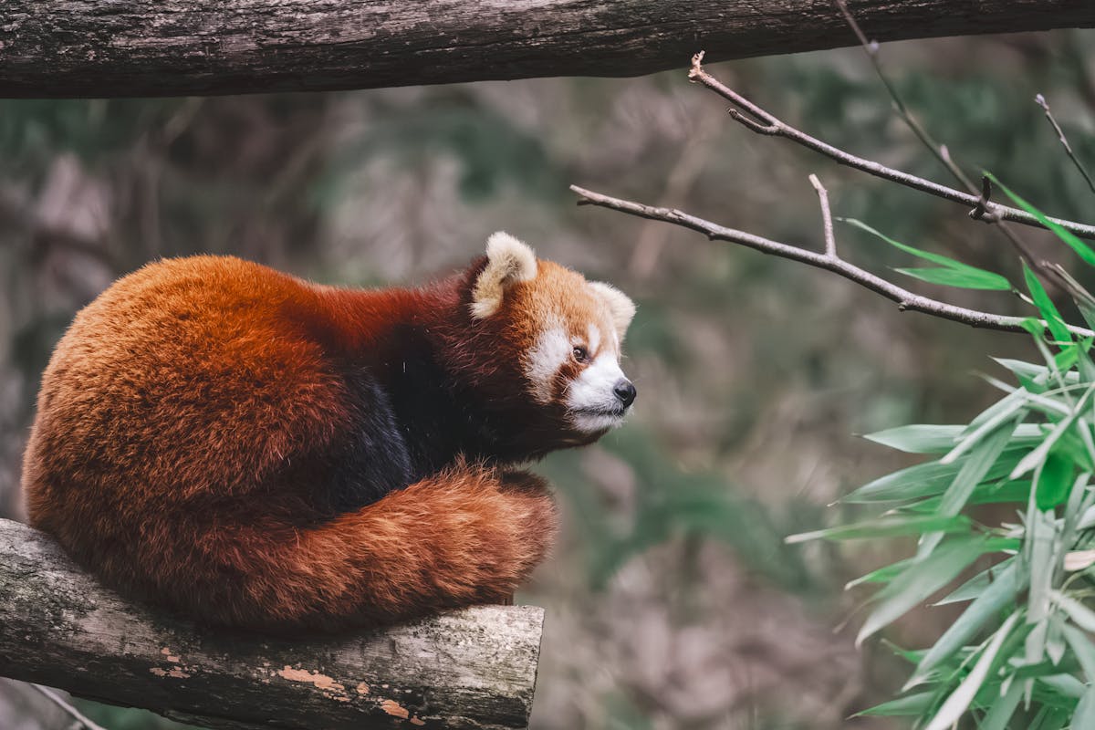 Red Panda Photos, Download The BEST Free Red Panda Stock Photos & HD Images
