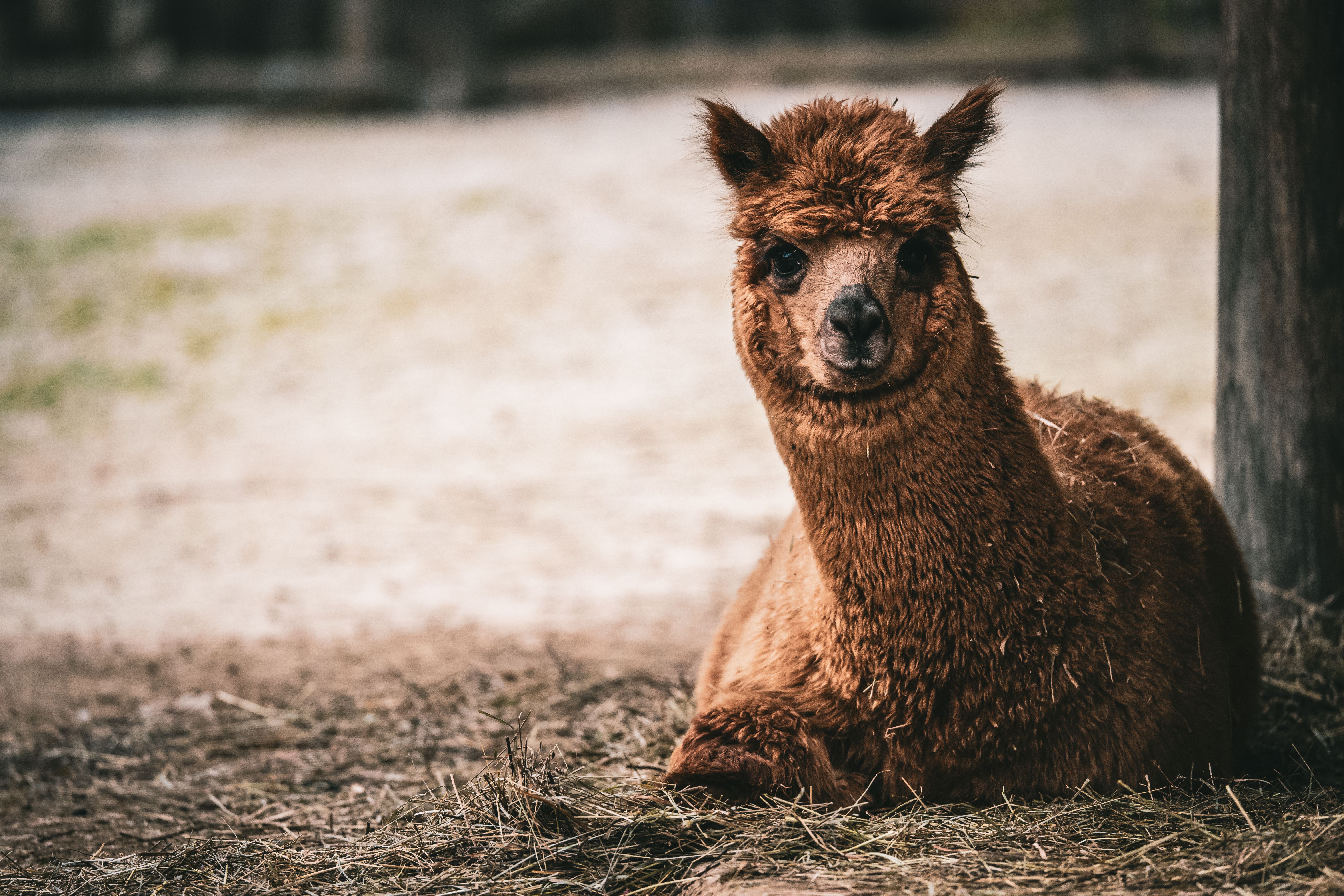 Adorable Alpaca Resting in Natural Habitat · Free Stock Photo