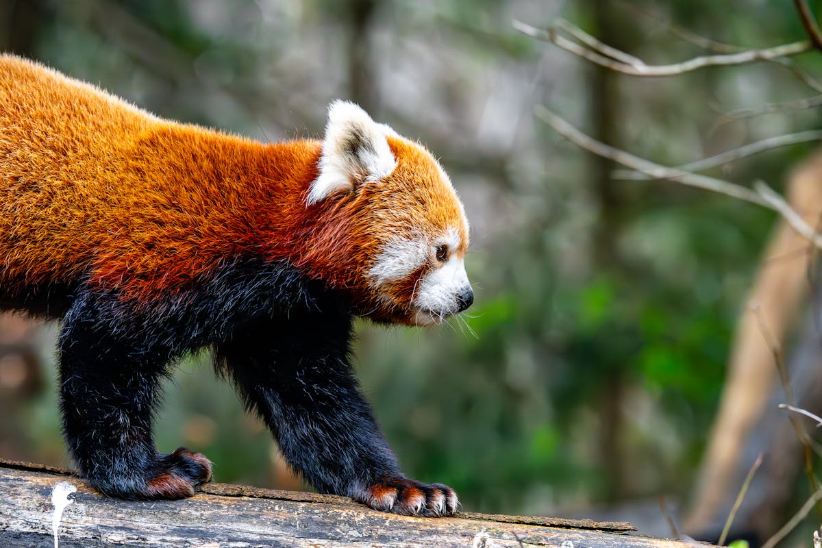 Red Panda Photos, Download The BEST Free Red Panda Stock Photos & HD Images