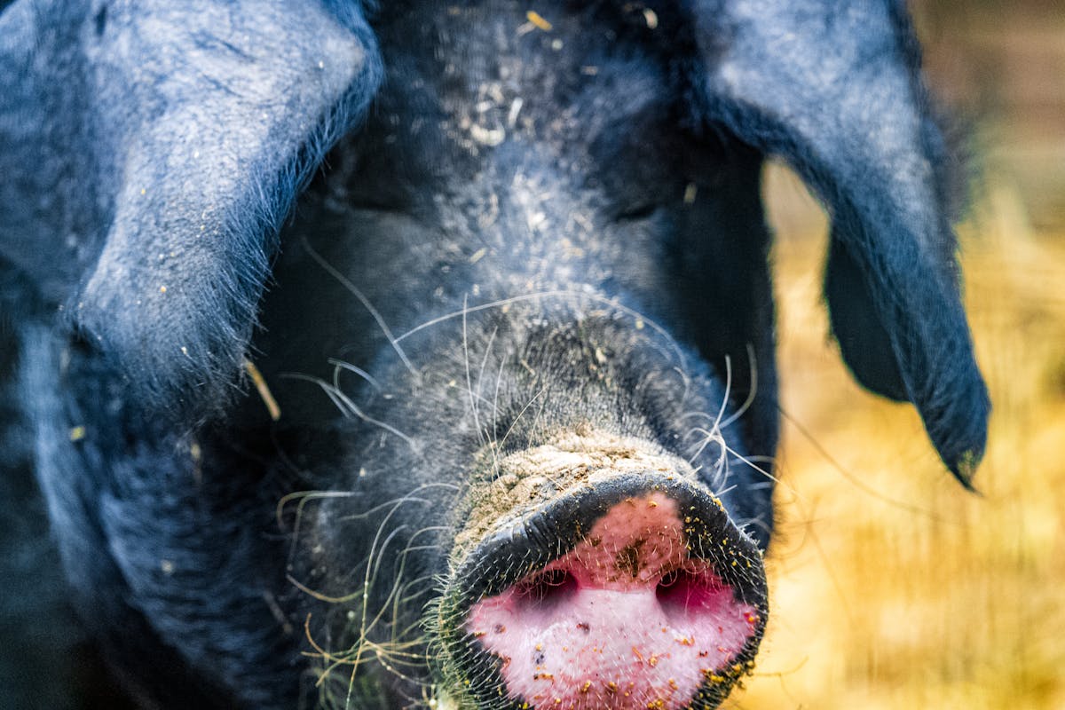 John Pork Pig Photos, Download The BEST Free John Pork Pig Stock Photos ...