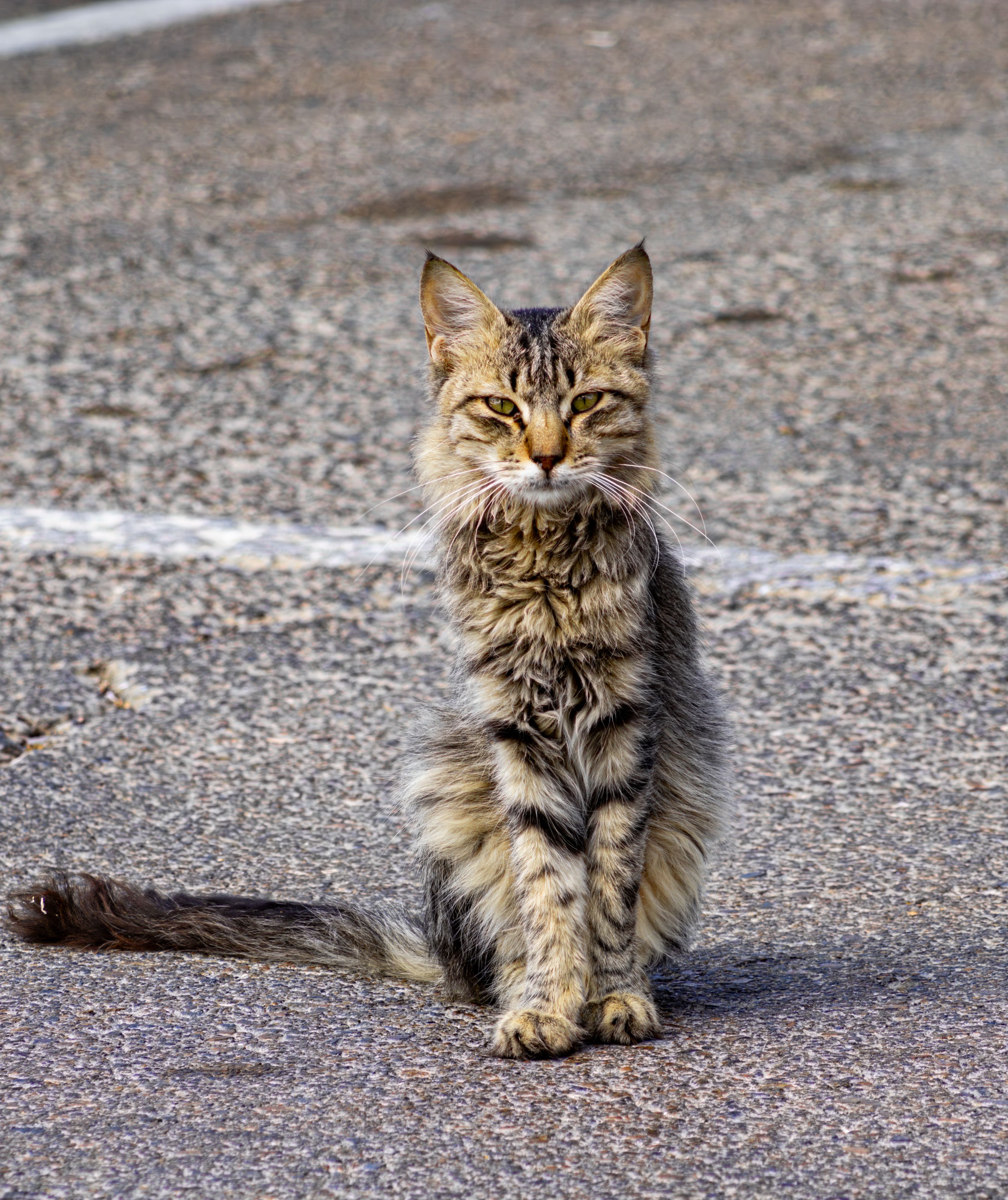 Street Cat in Dubai's Urban Setting · Free Stock Photo