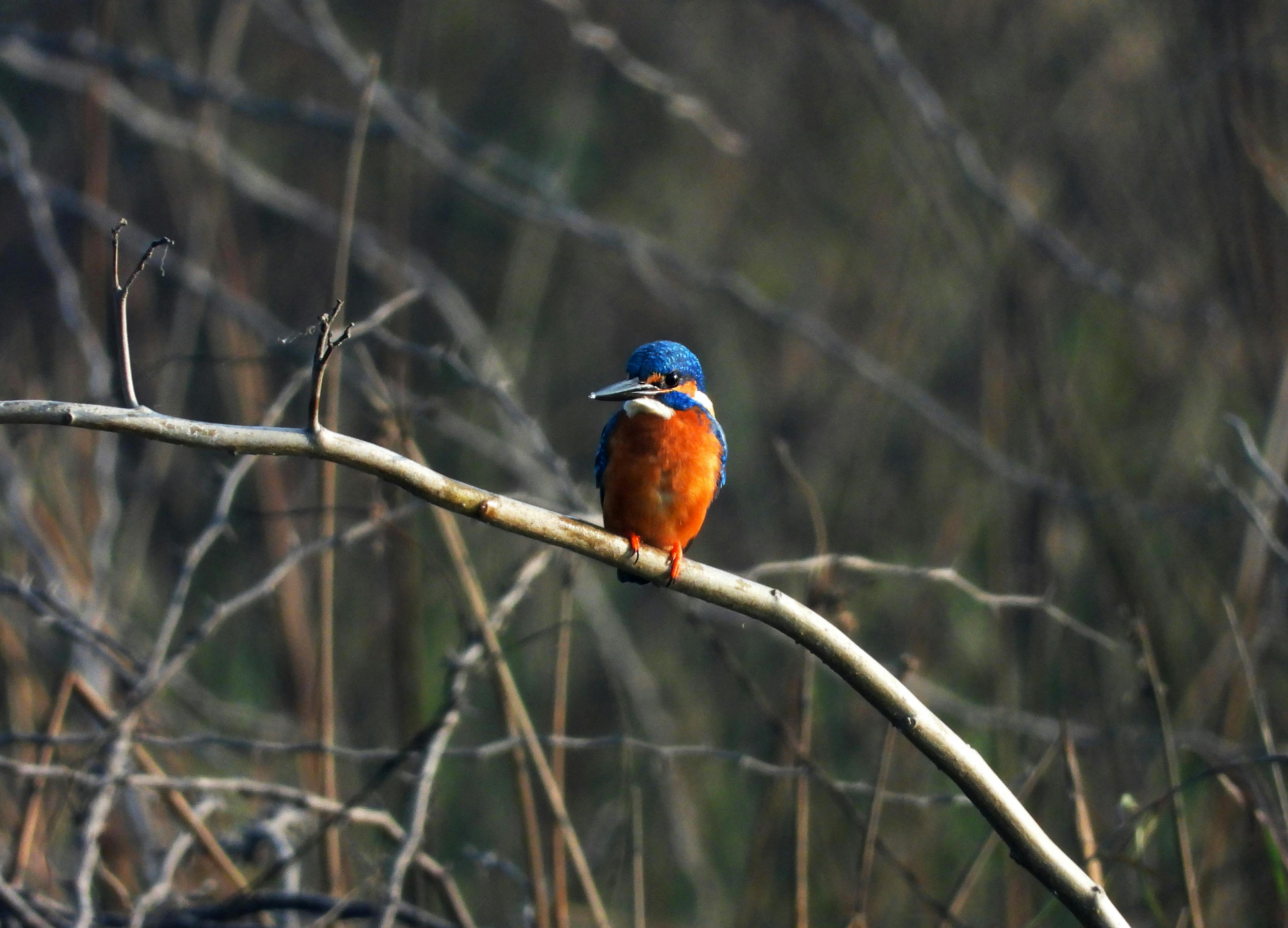 Rods And Cones Photos, Download The BEST Free Rods And Cones Stock ...