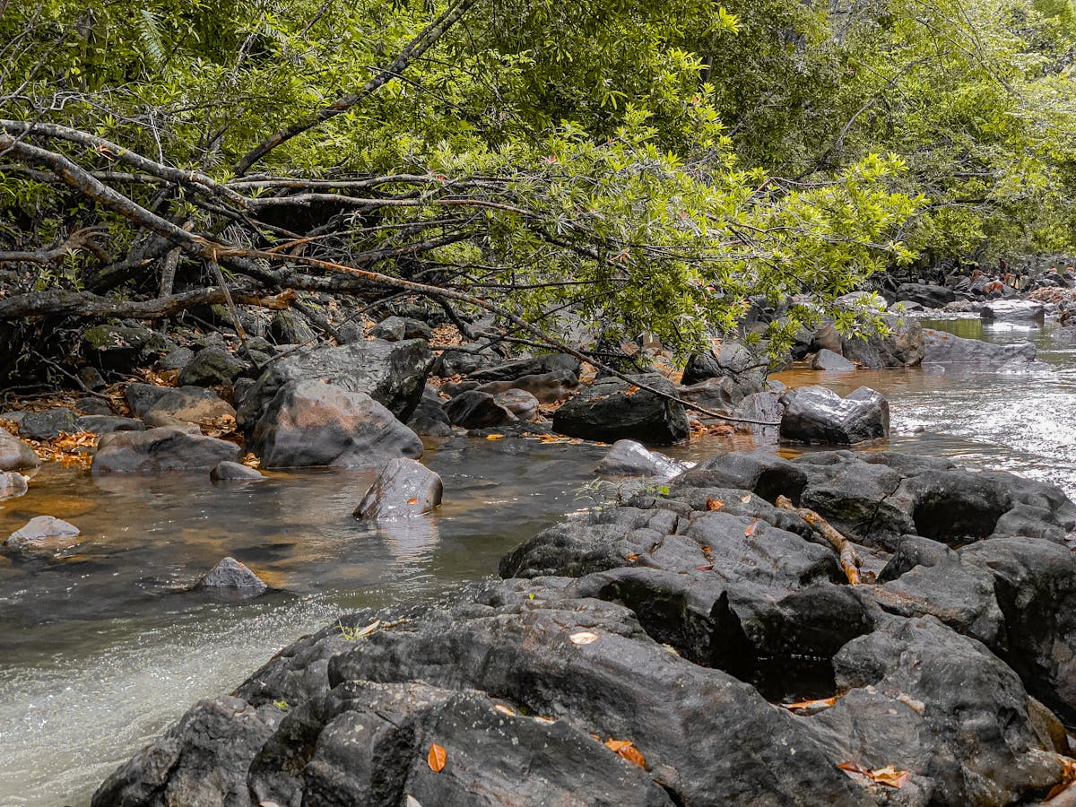 Tropical Rainforest Photos, Download The BEST Free Tropical Rainforest ...