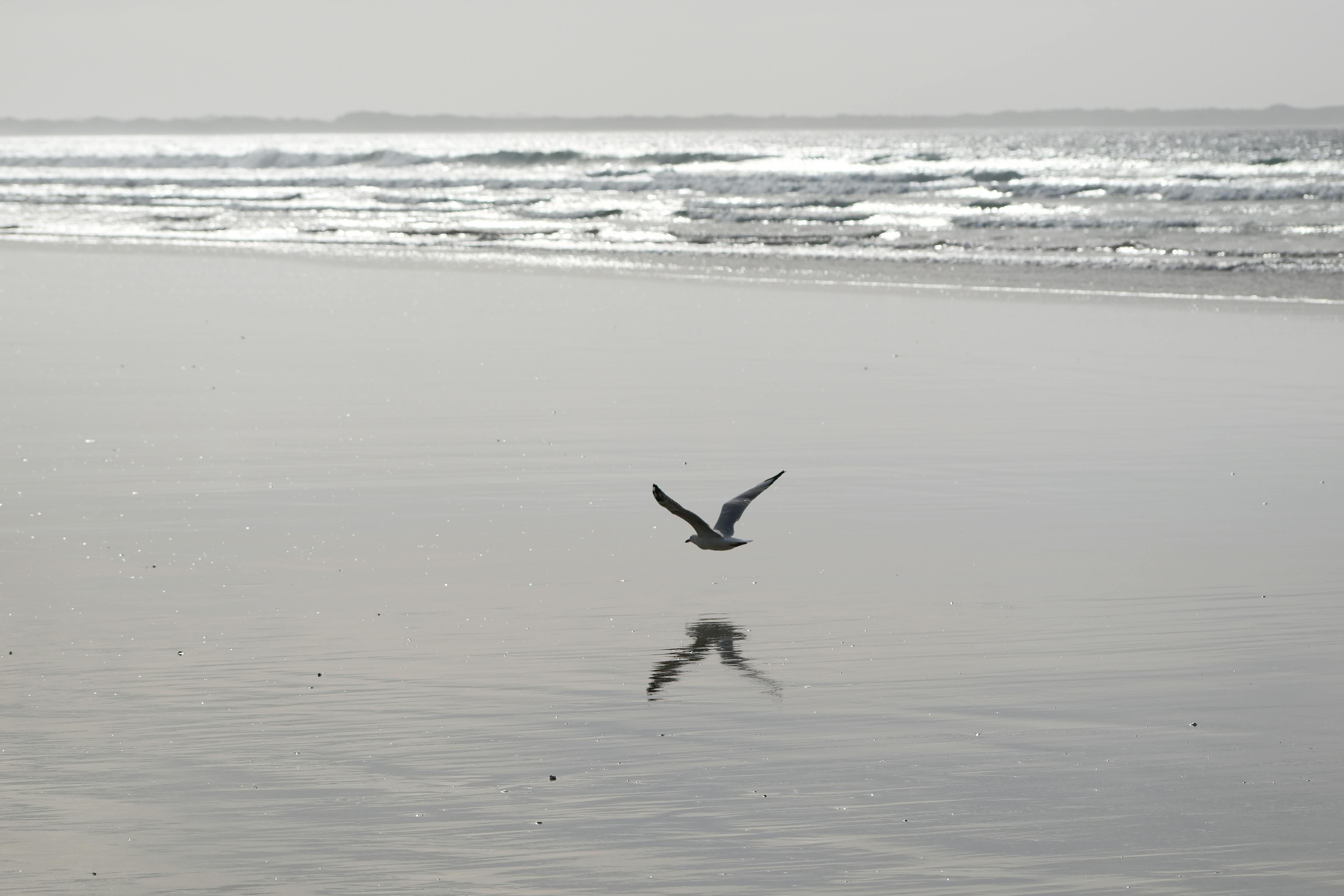 Serene Beach Scene with Soaring Seagull Reflection · Free Stock Photo