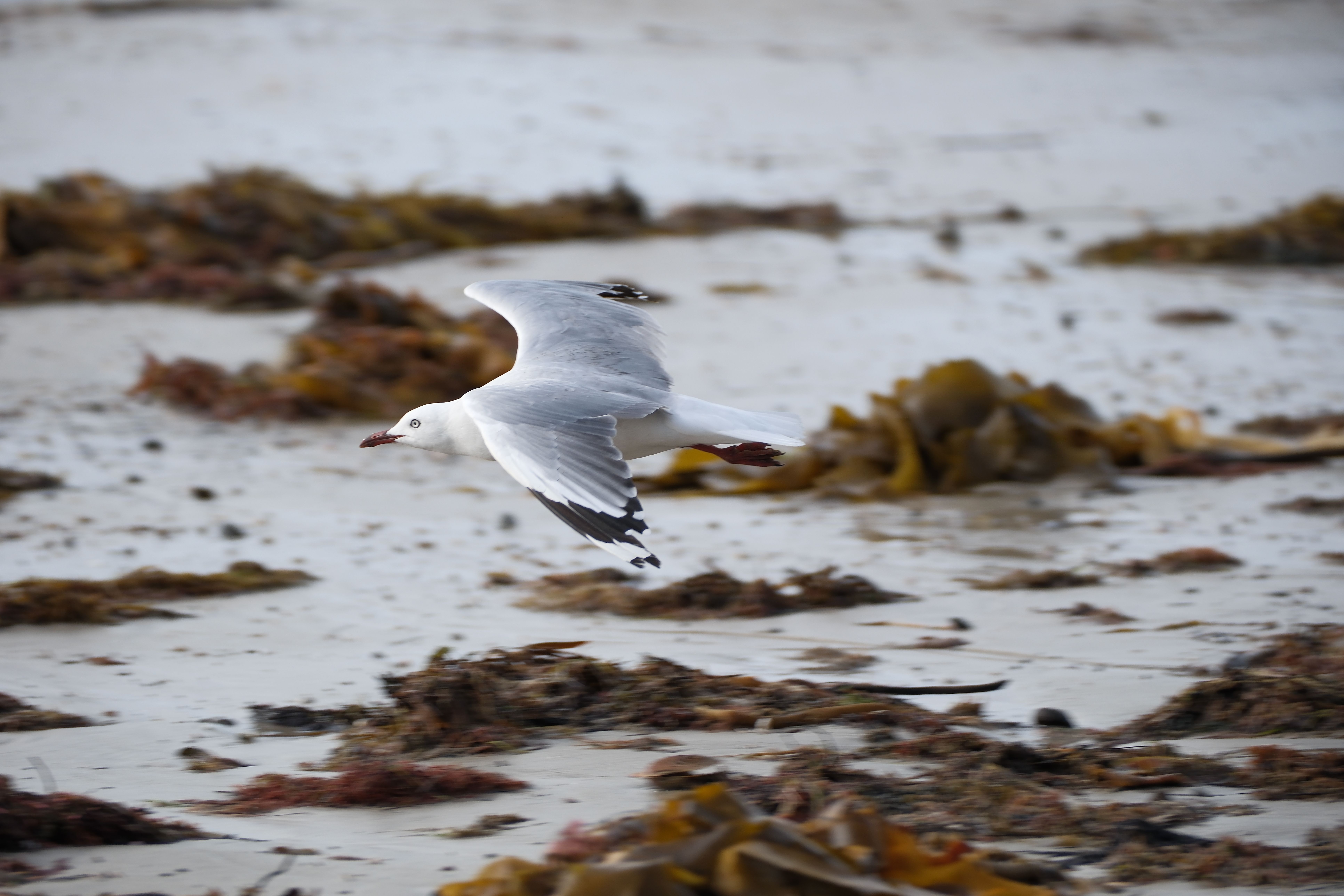 Seagull in Flight over a Sandy Beach Landscape · Free Stock Photo