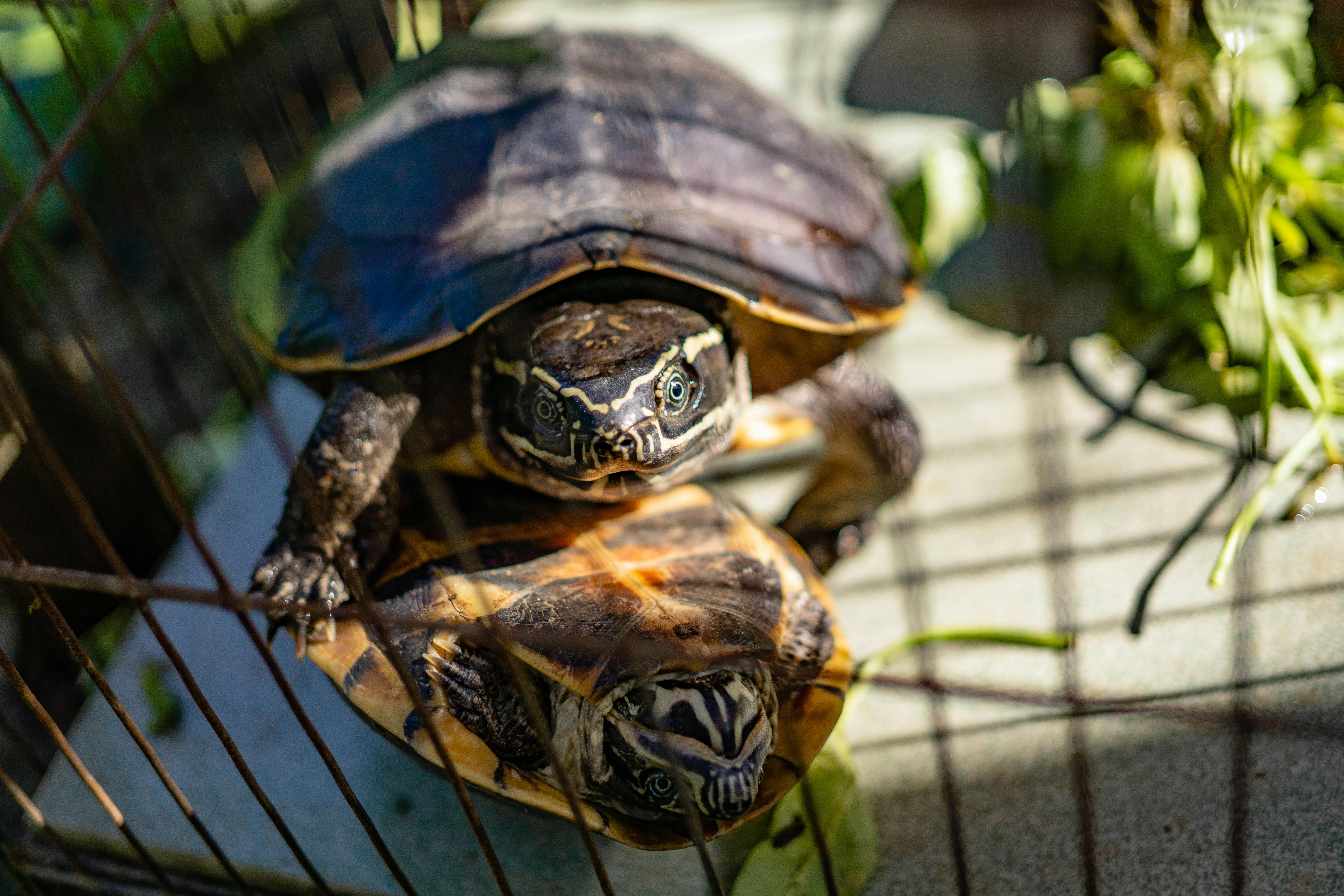 Close-up of Two Turtles in a Cage Outdoors · Free Stock Photo