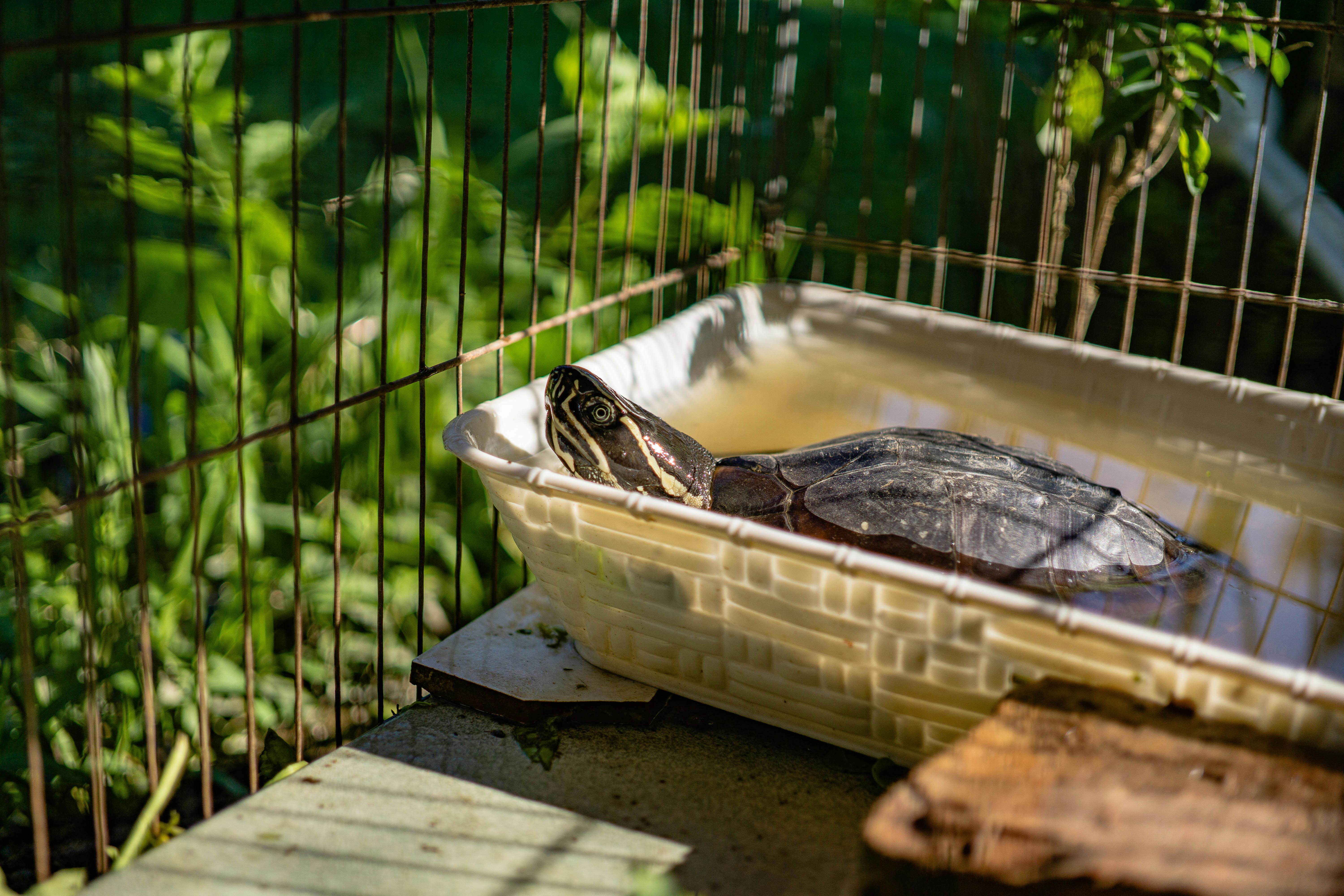 Mesoclemmys Turtles: Habitat, Care, and Fun Facts Explained