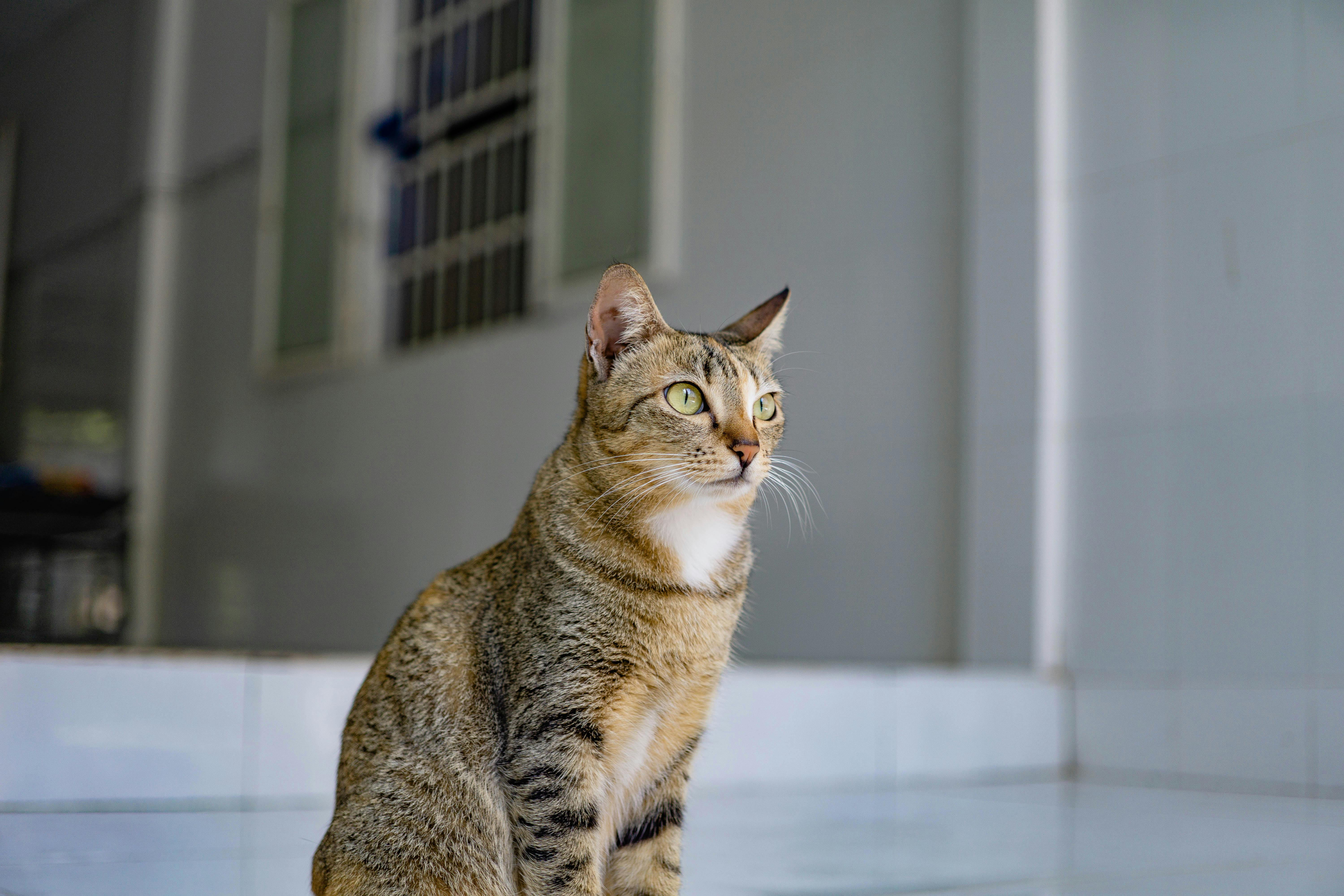 Domestic Tabby Cat in a Modern Indoor Setting · Free Stock Photo