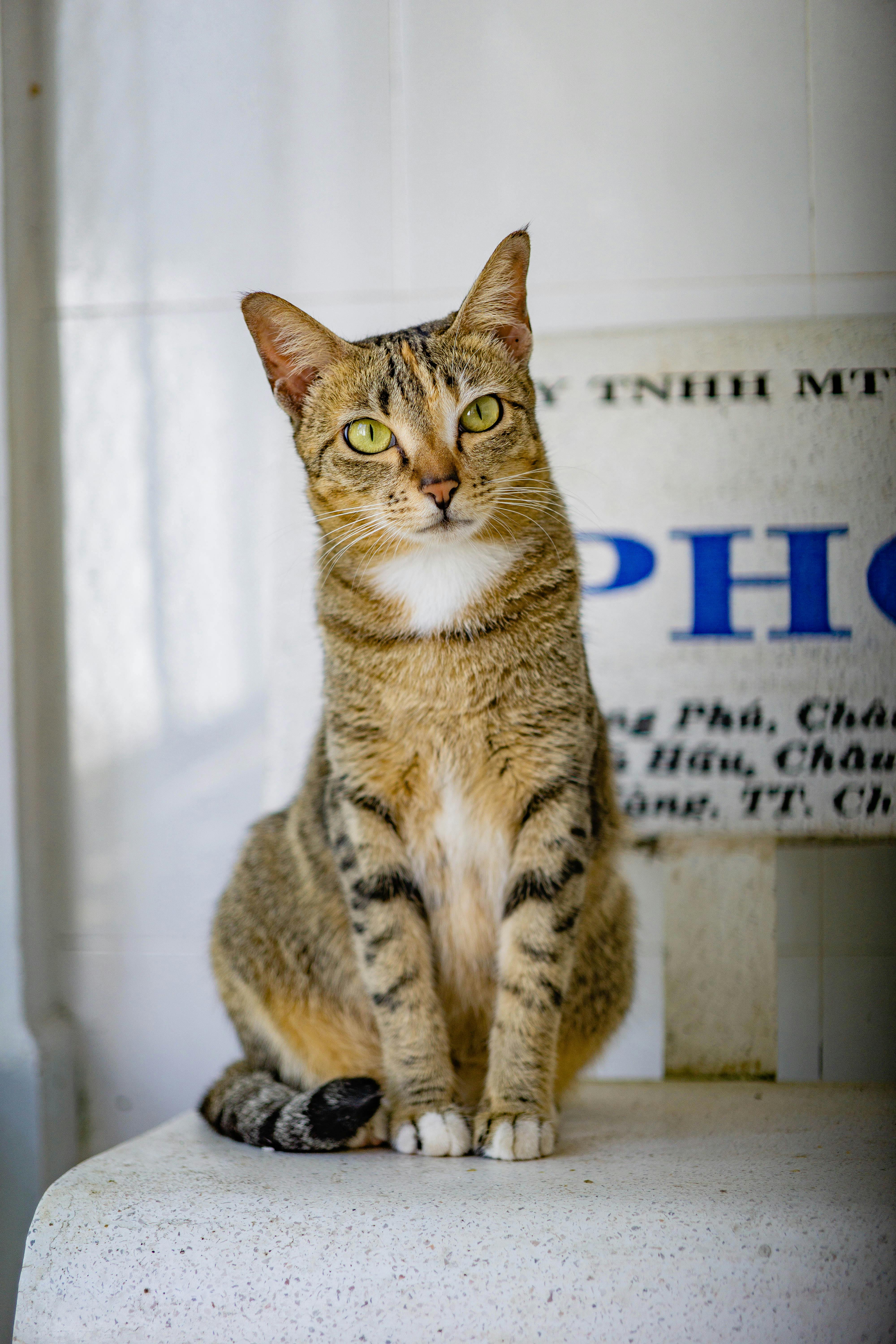 Portrait of a Domestic Short-haired Tabby Cat · Free Stock Photo