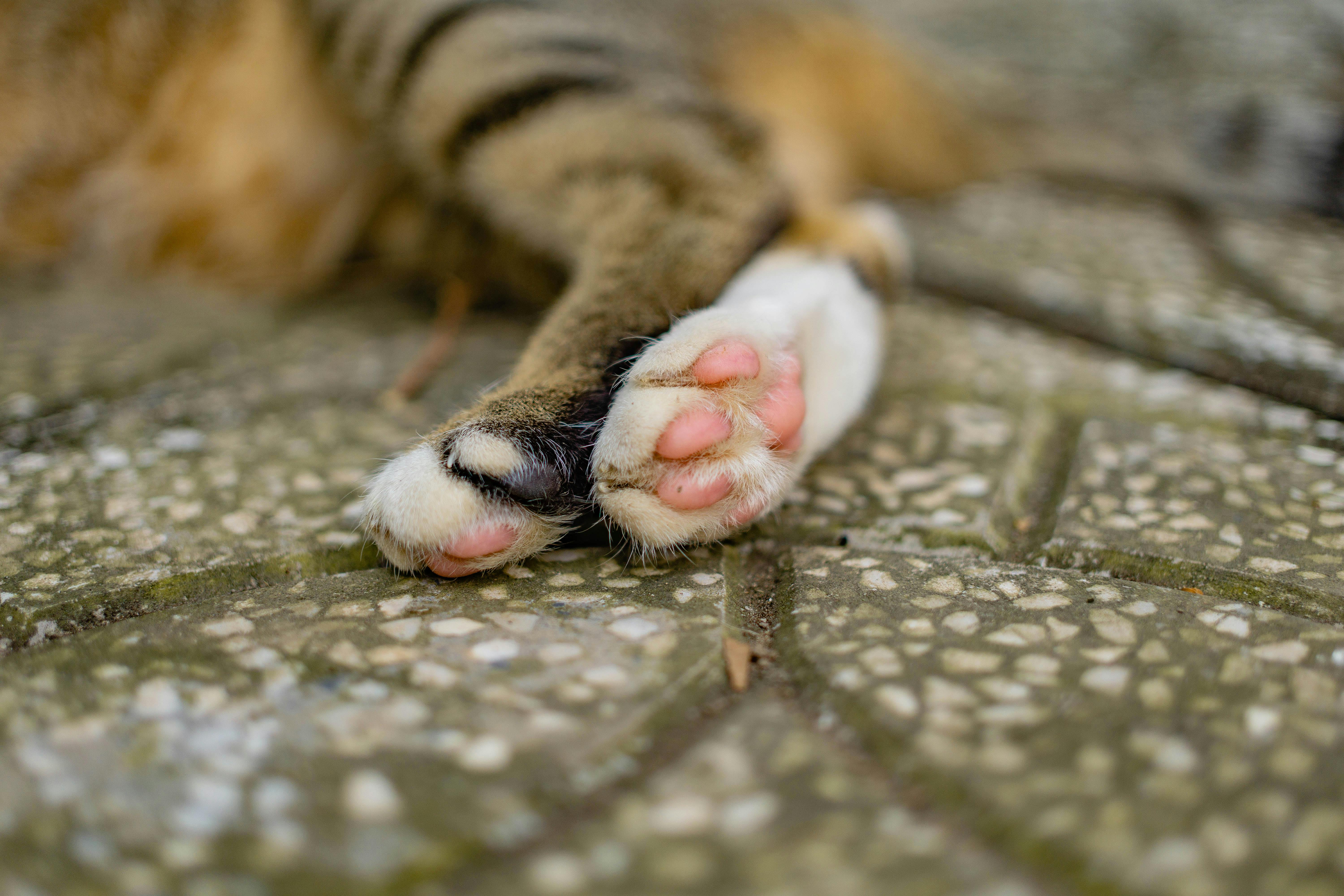 Stub Toe Photos, Download The BEST Free Stub Toe Stock Photos & HD Images