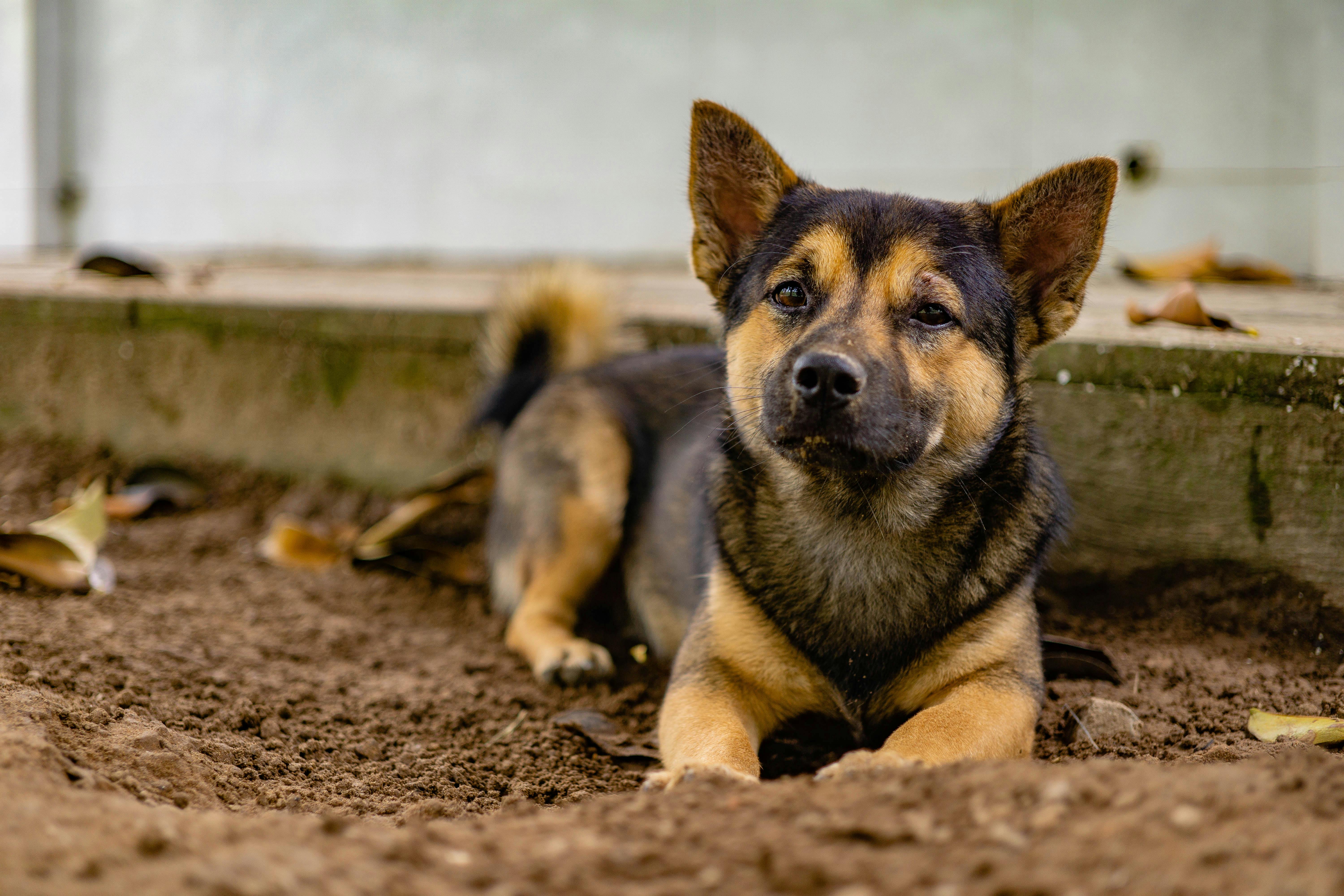 Pet S Photos, Download The BEST Free Pet S Stock Photos & HD Images