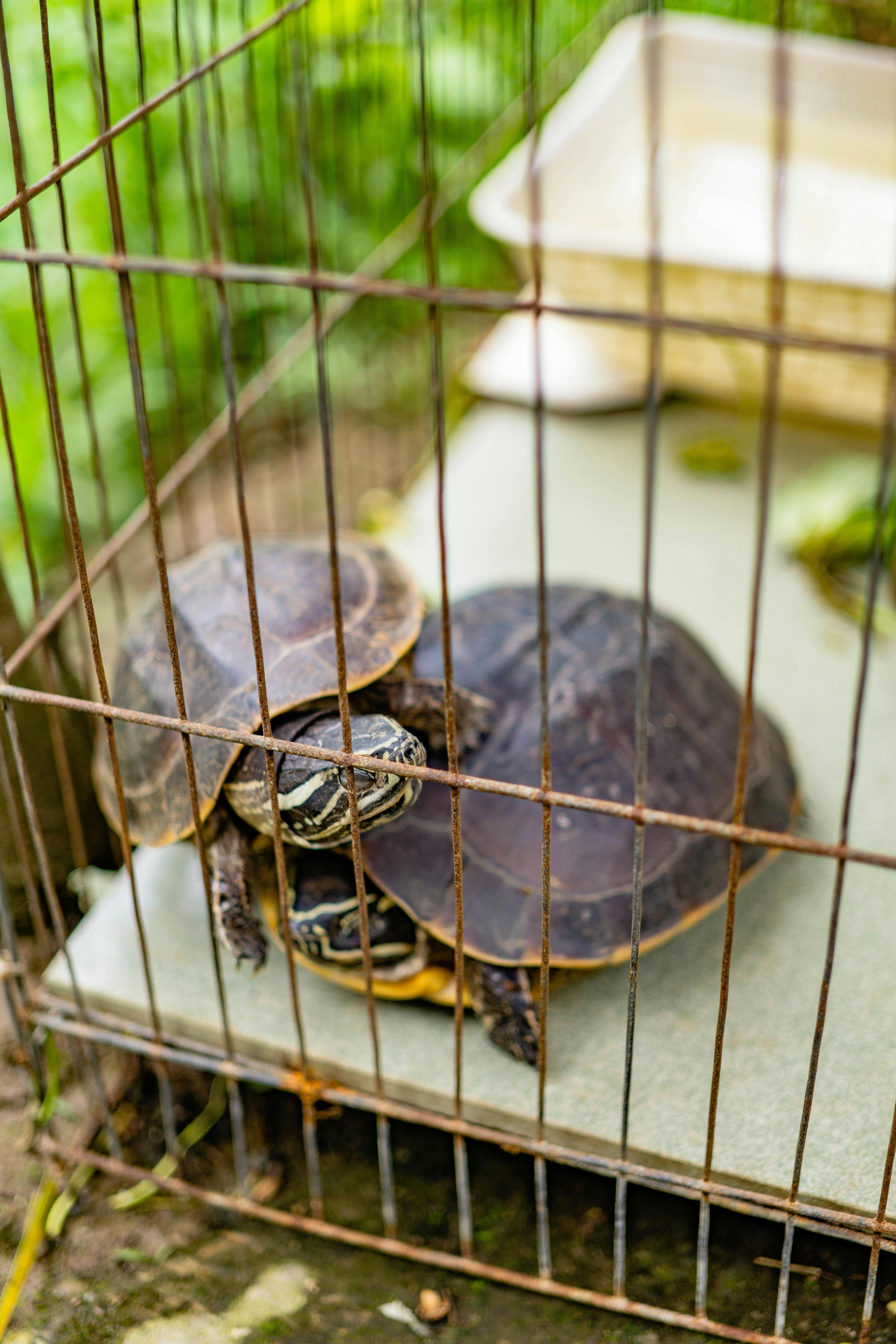 Turtles in a Cage Outdoor Setting · Free Stock Photo