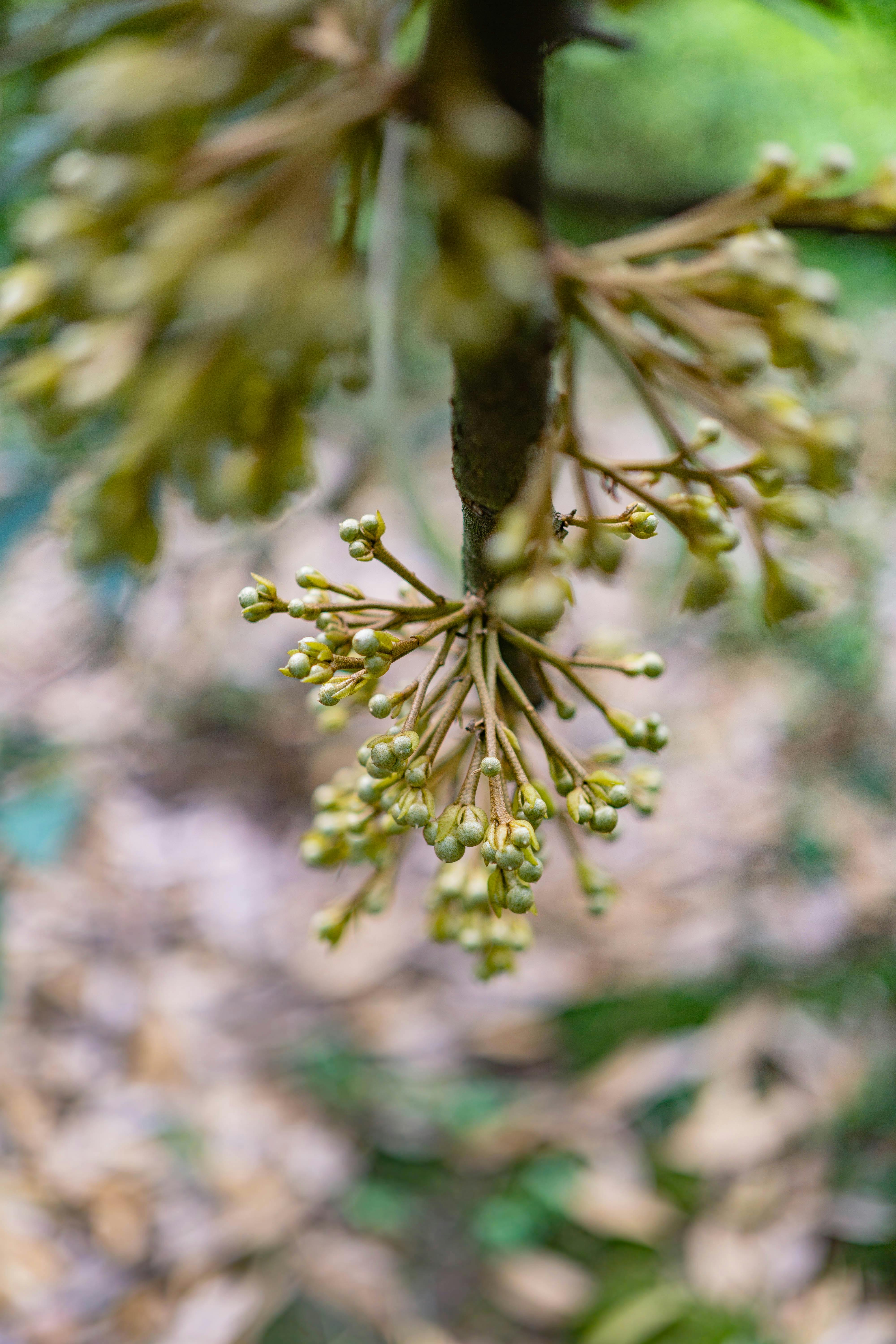 Mulberry Tree Budding Photos, Download The BEST Free Mulberry Tree ...