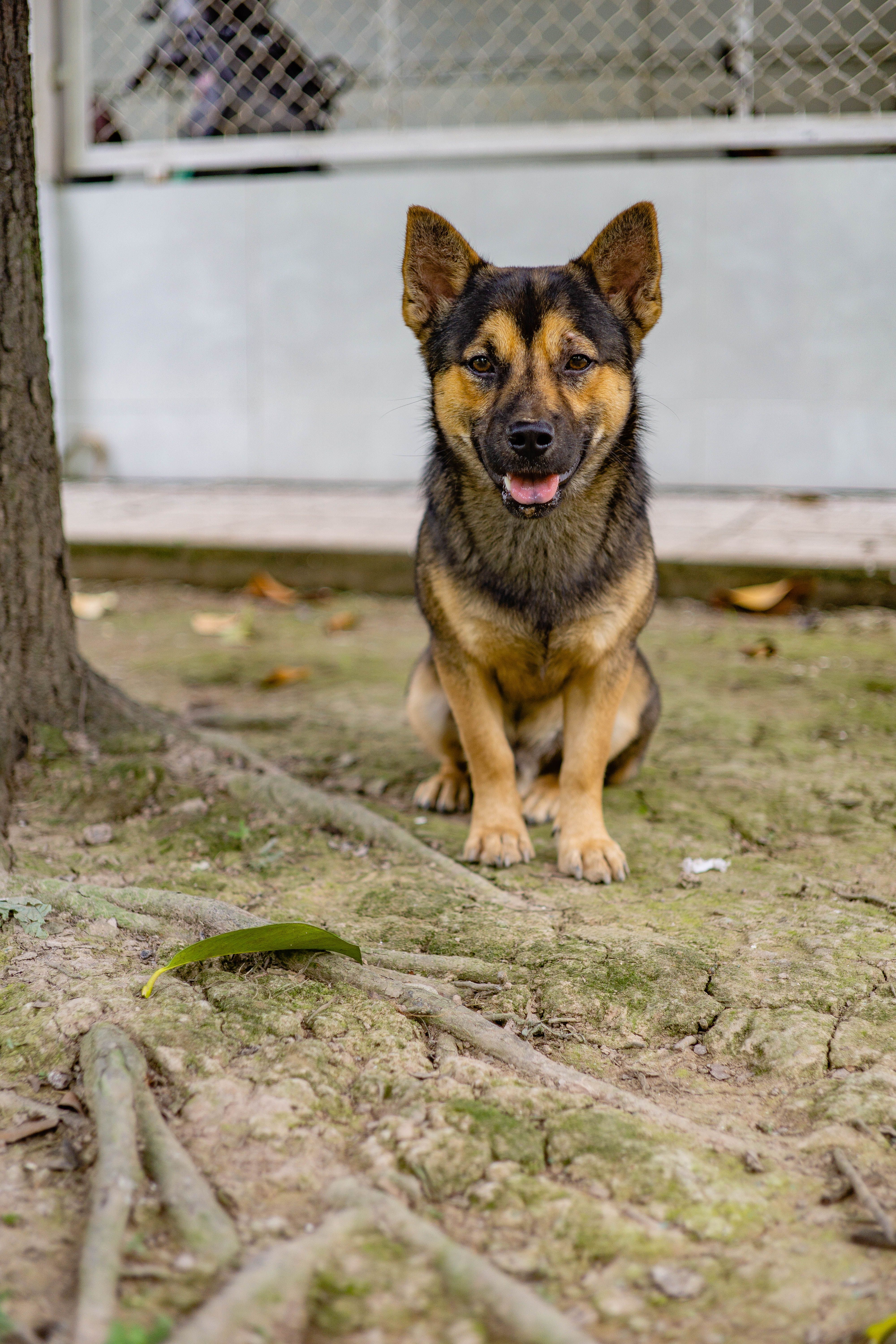 Charming Brown Dog Sitting Outdoors · Free Stock Photo