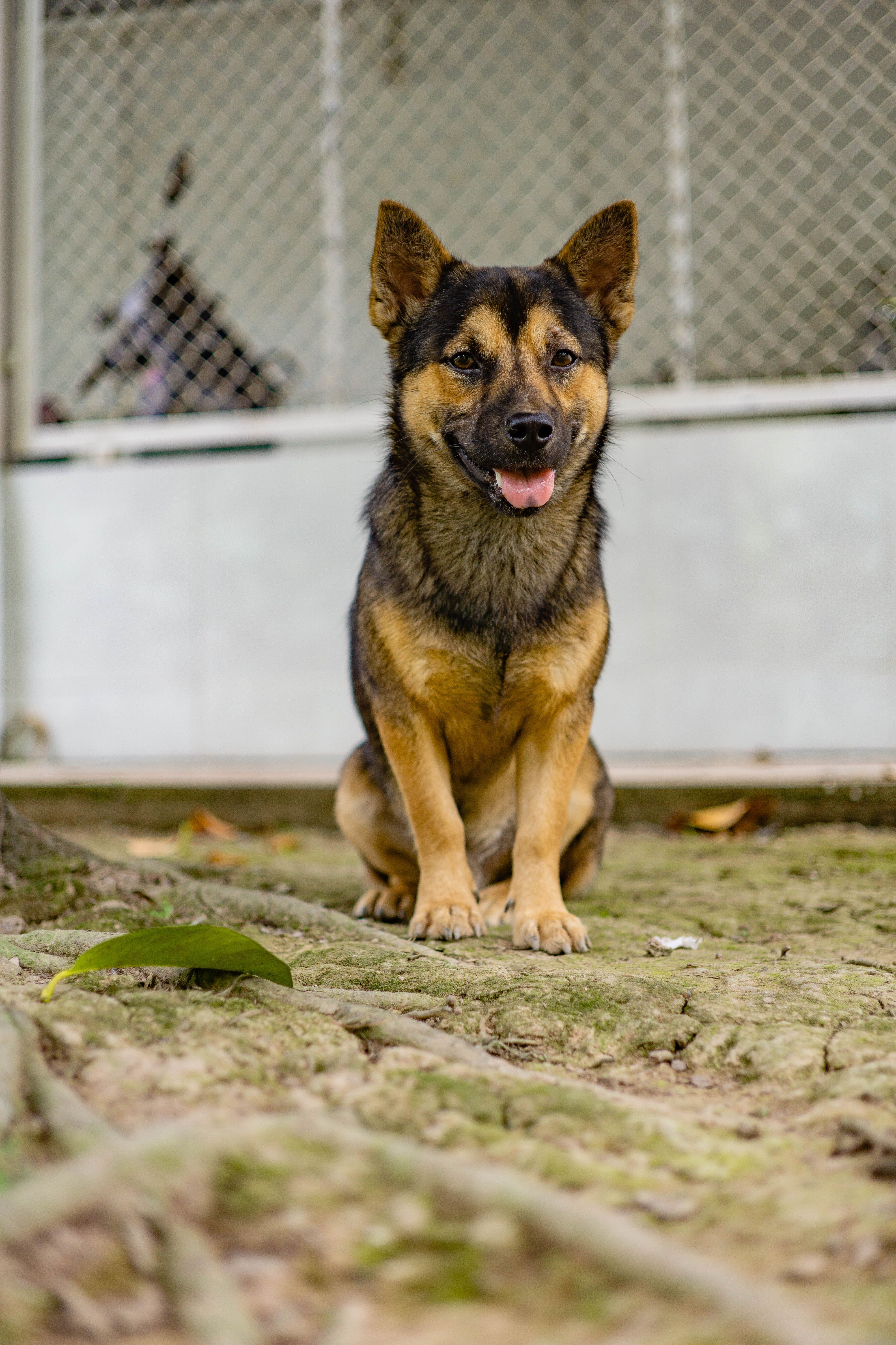 Dog Chibi Photos, Download The BEST Free Dog Chibi Stock Photos & HD Images