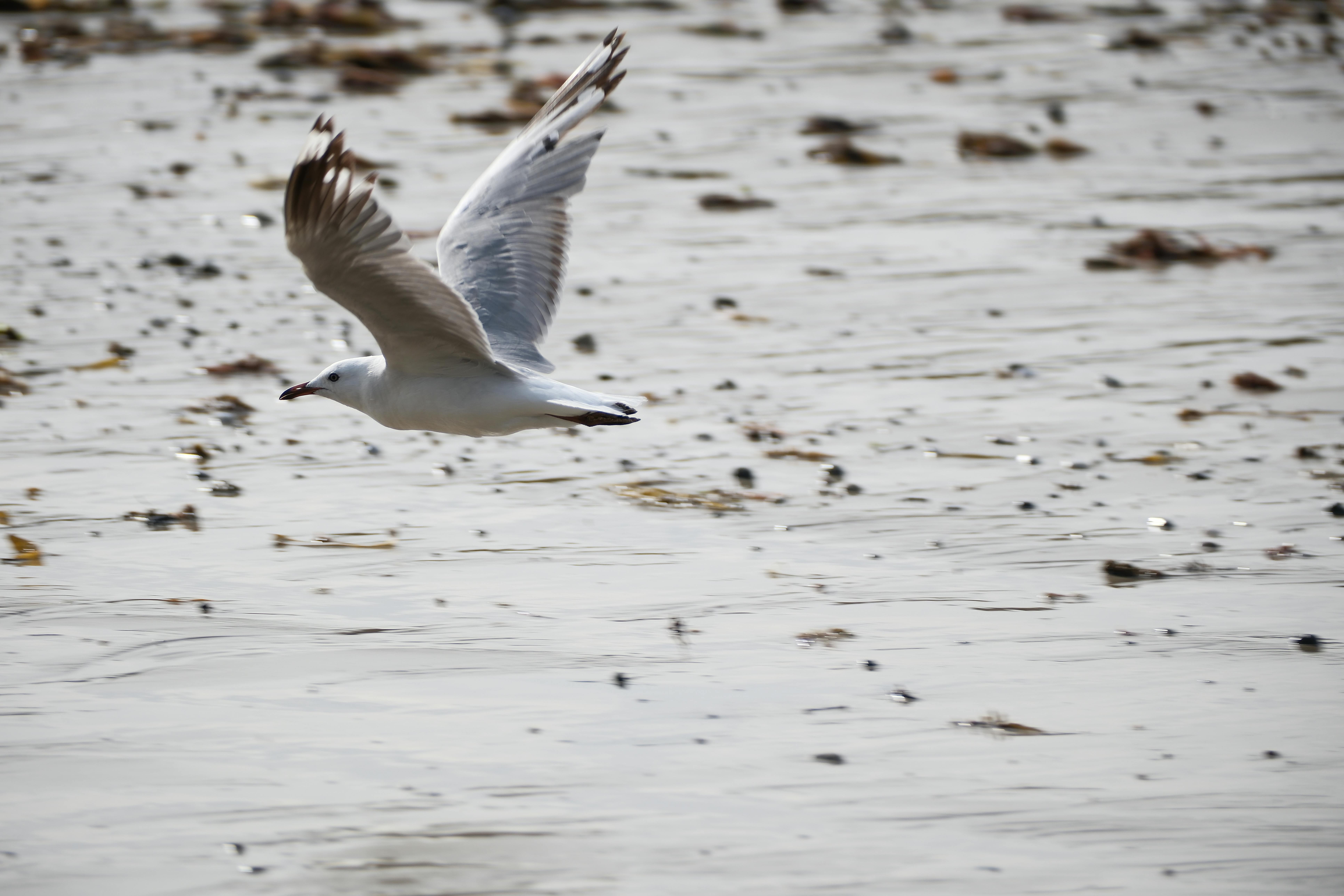 Open Sea Beach Photos, Download The BEST Free Open Sea Beach Stock ...