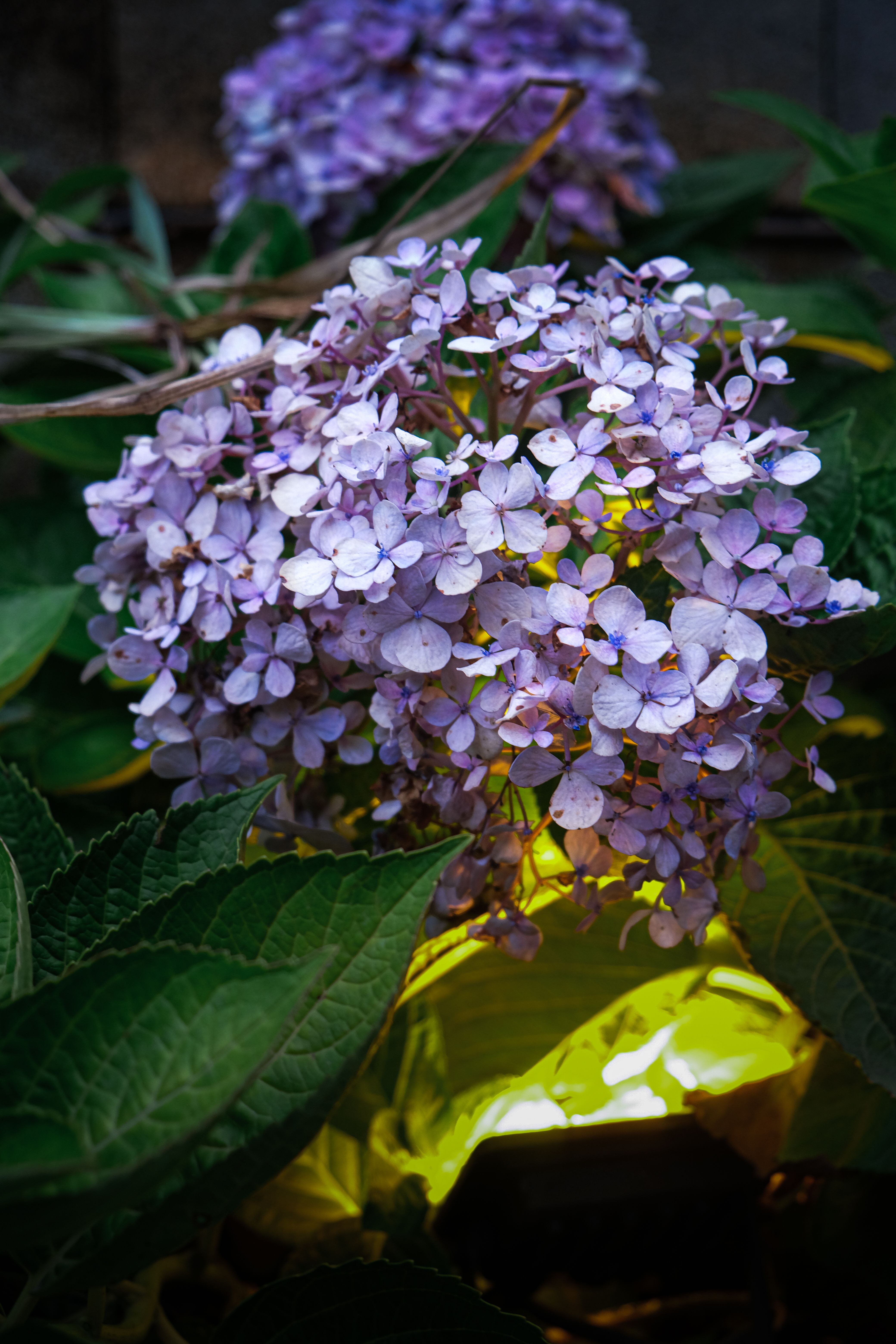 Flowers Hydrangea Photos, Download The BEST Free Flowers Hydrangea ...